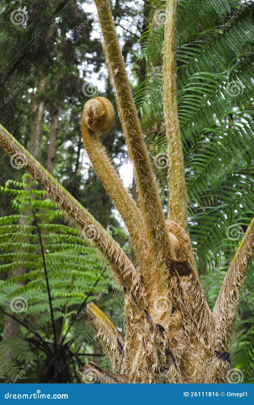 Fern Tree with a new frond stock photo. Image of ferns - 26111816