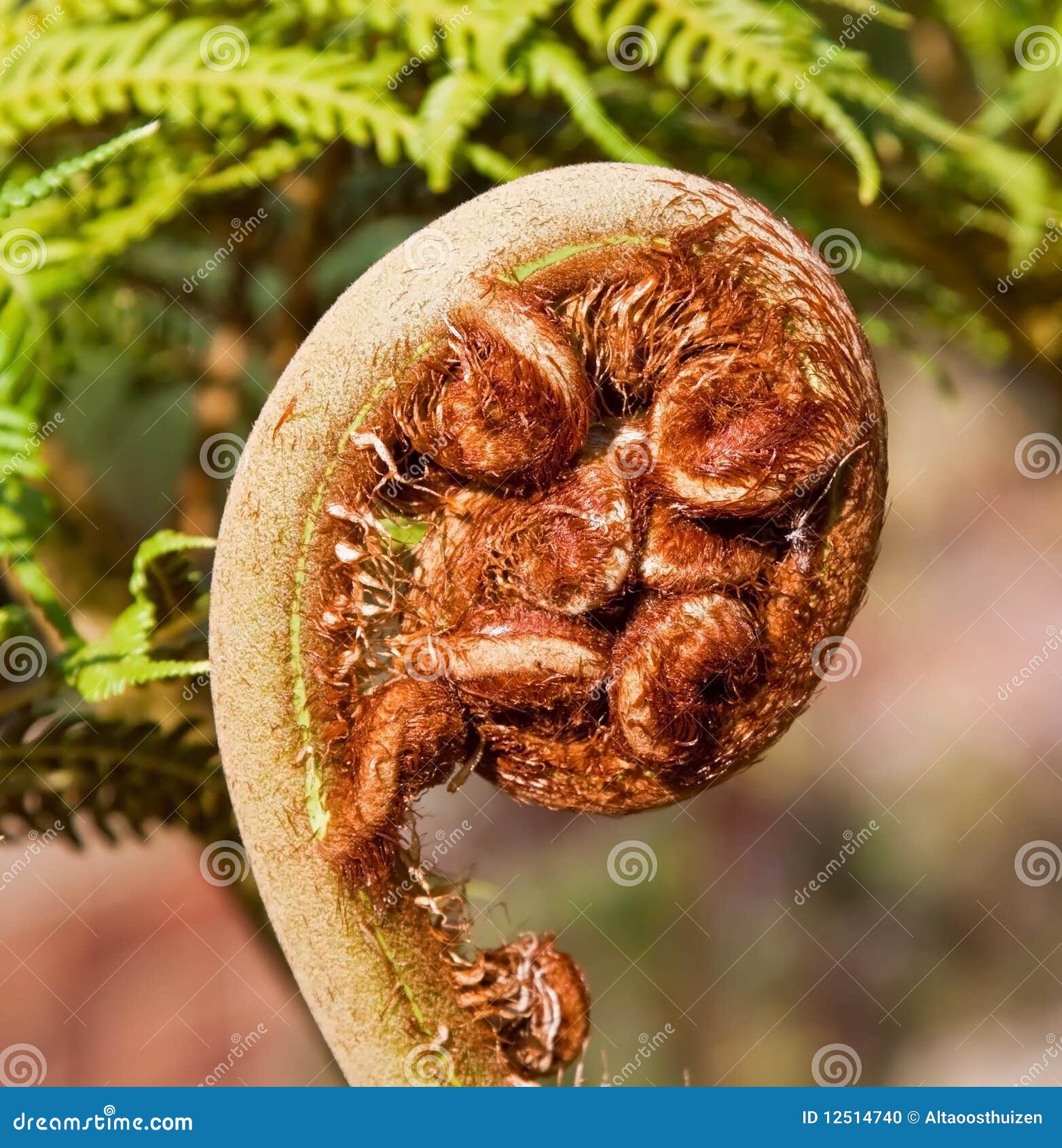 Fern Tree new leaf curl stock photo. Image of fern, nature - 12514740