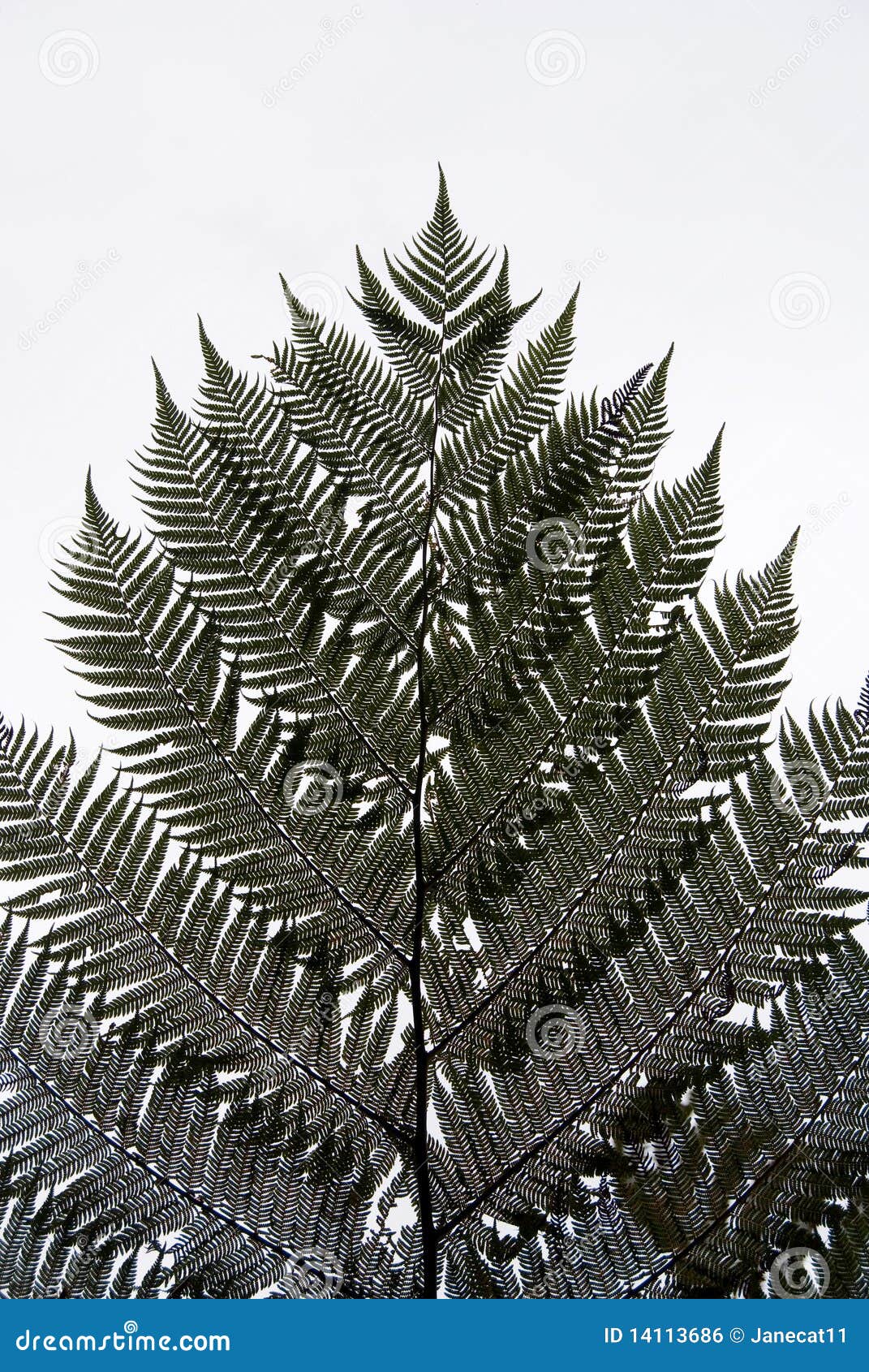 Fern Tree Silhouette Stock Photo | CartoonDealer.com #14113686