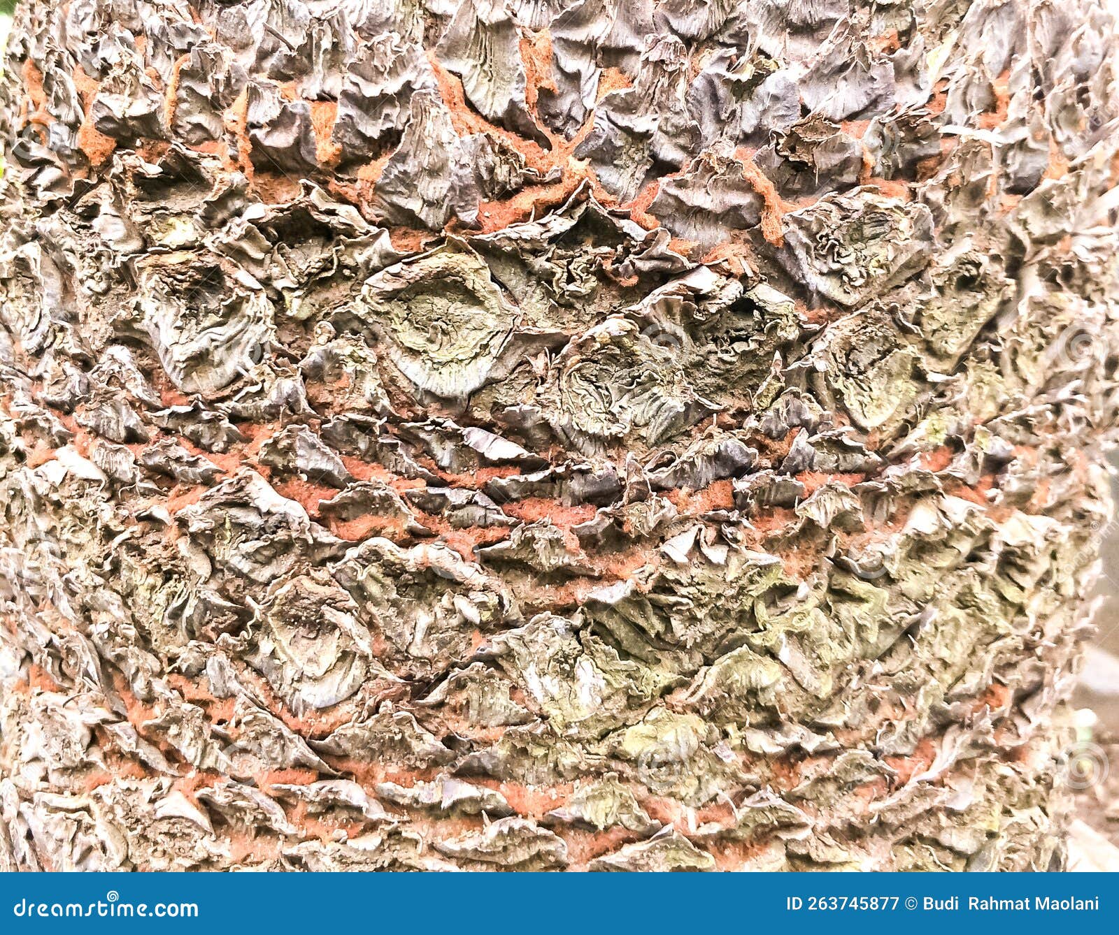 Fern tree surface texture stock image. Image of soil - 263745877