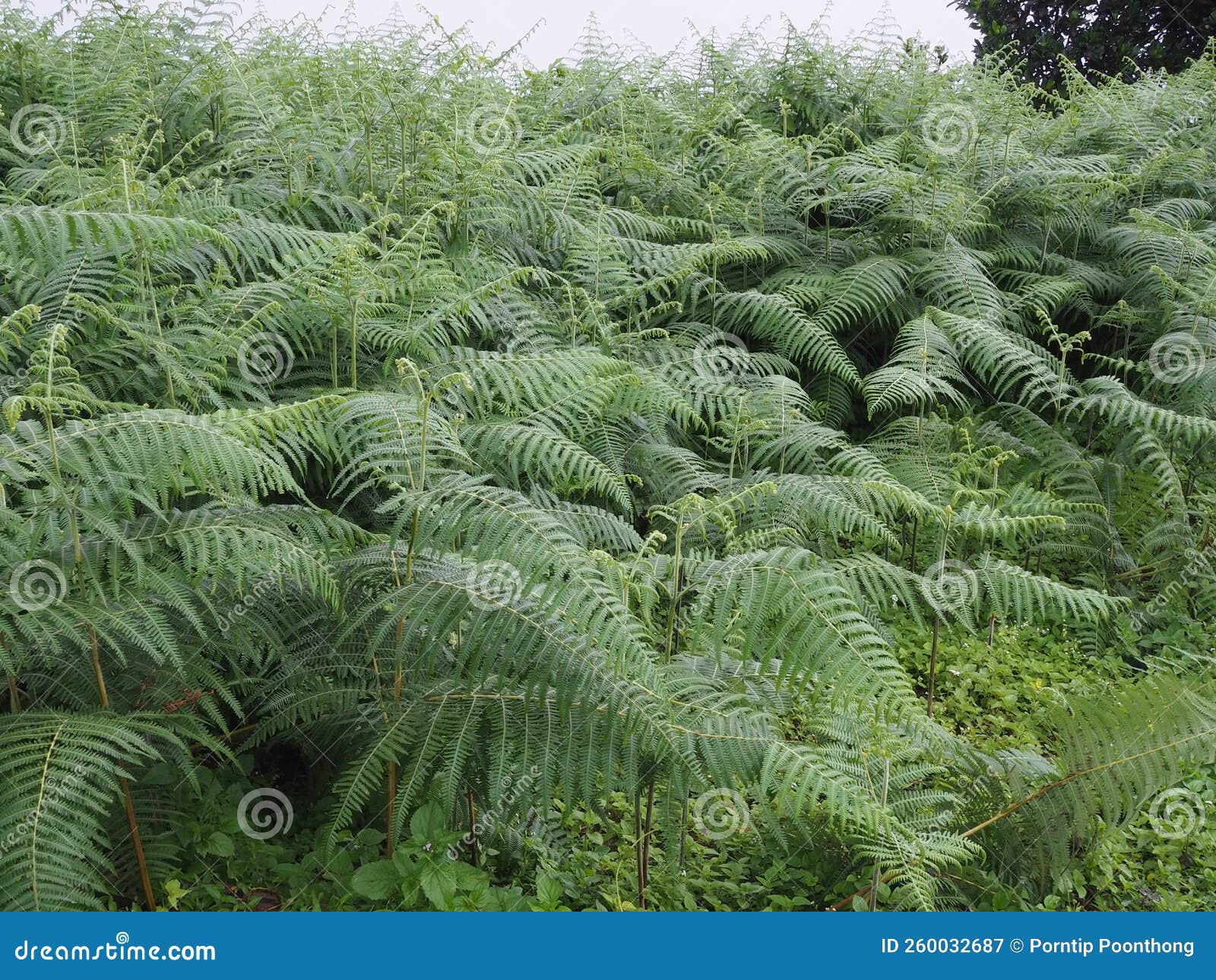 Fern Tree Wallpaper, Green Nature Background after Rain. Stock Image ...
