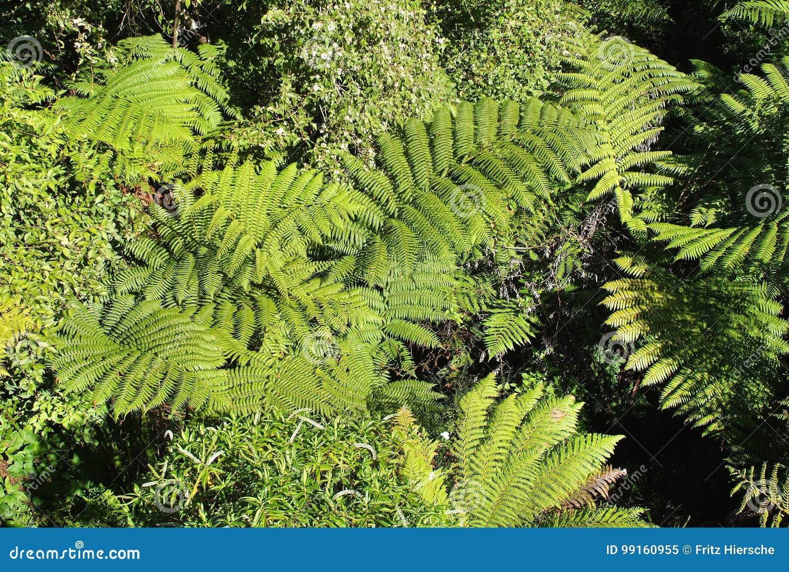 New Zealand, Botany stock image. Image of zealand, nature - 99160955