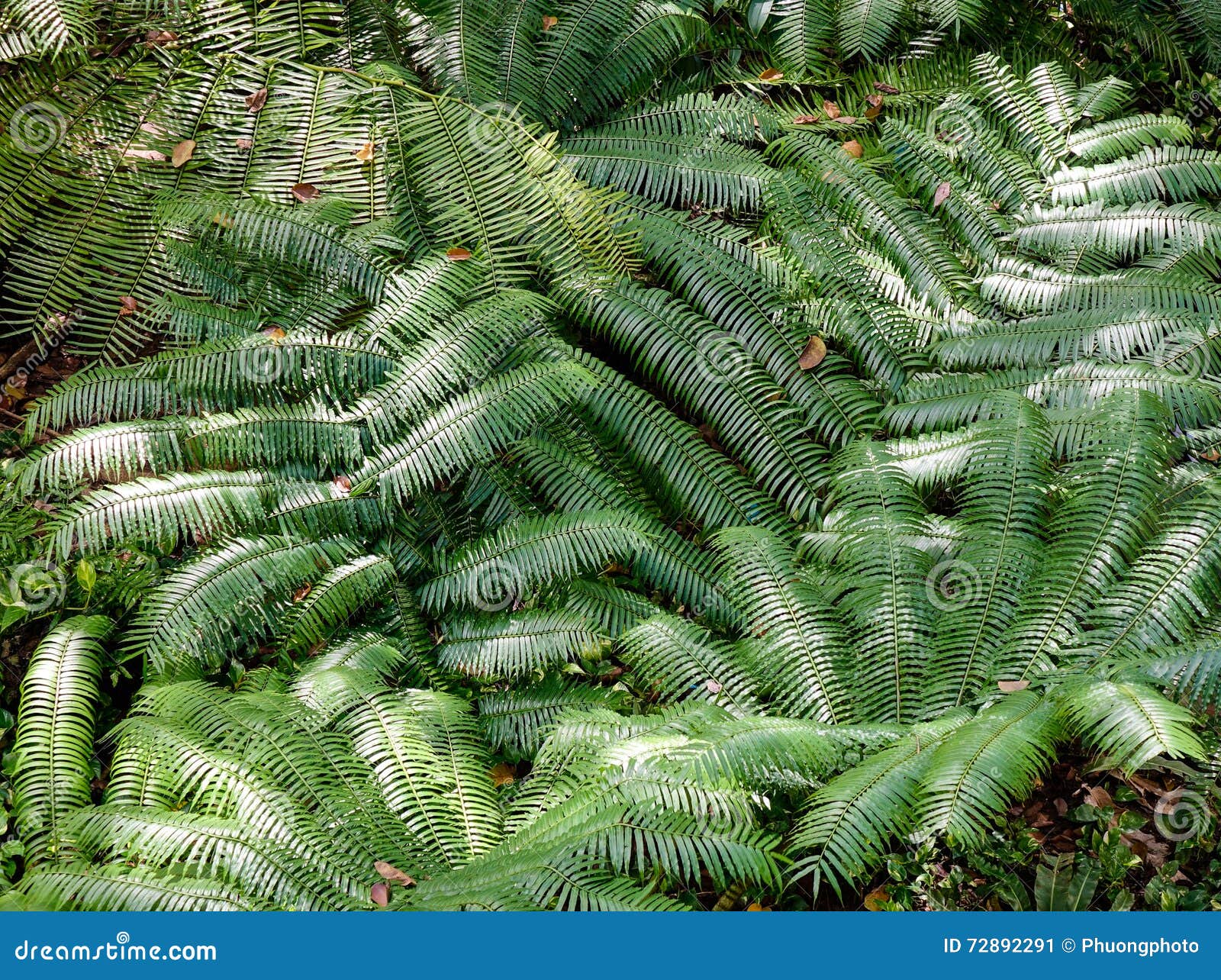 Fern Trees at the Park in Manila, Philippines Stock Image - Image of ...