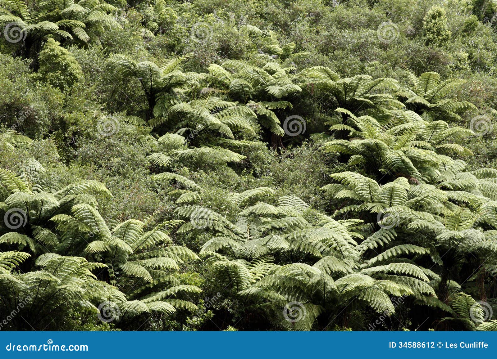 Fern Trees On Rocks And Mountains, Moist Air And Nature In The Forest ...