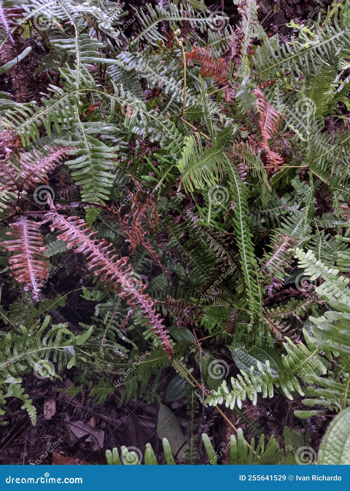 Fern Type Grass in the Forest Stock Image - Image of plant, fern: 255641529
