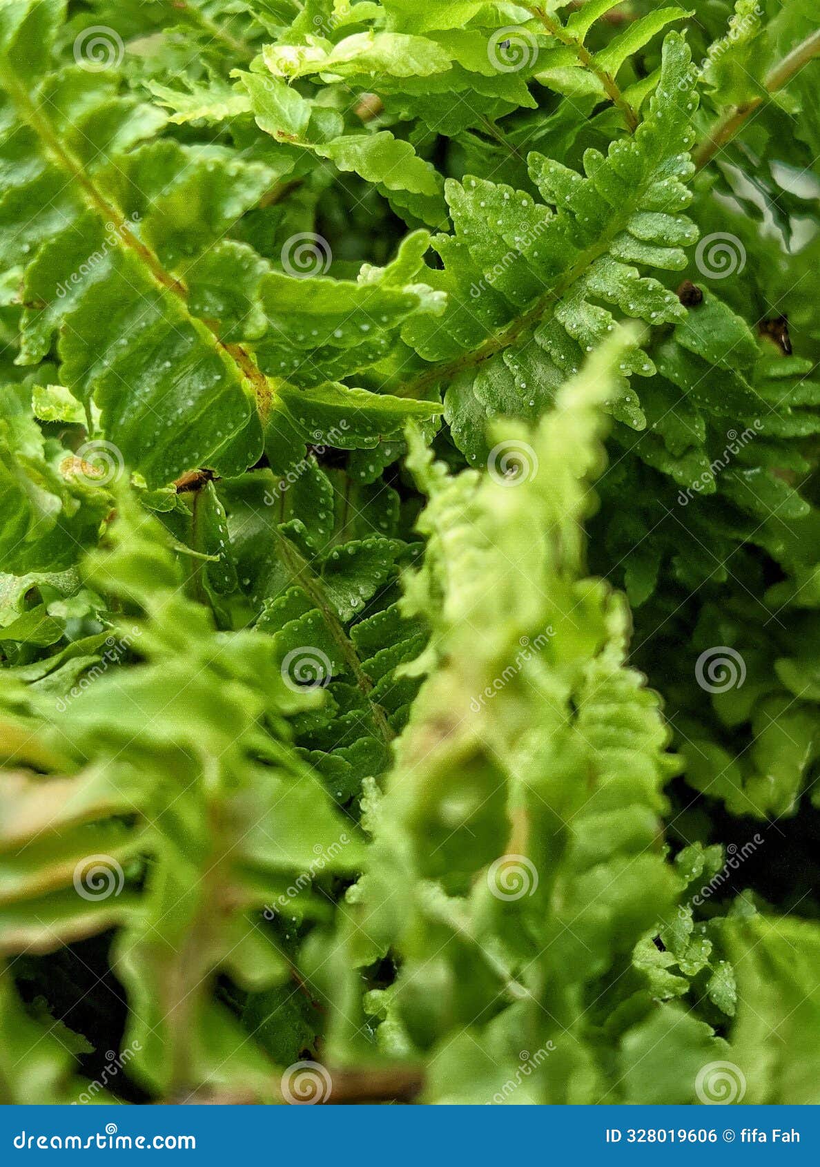 Fern-type Ornamental Plants Stock Photo - Image of flora, garden: 328019606