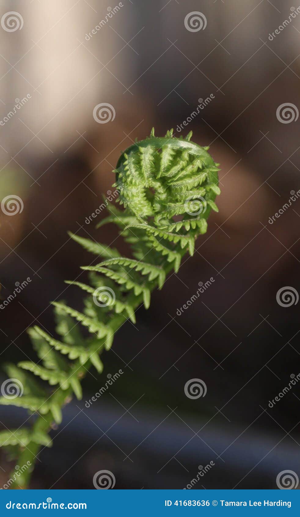 Fern uncurling frond stock photo. Image of coiled, blur - 41683636