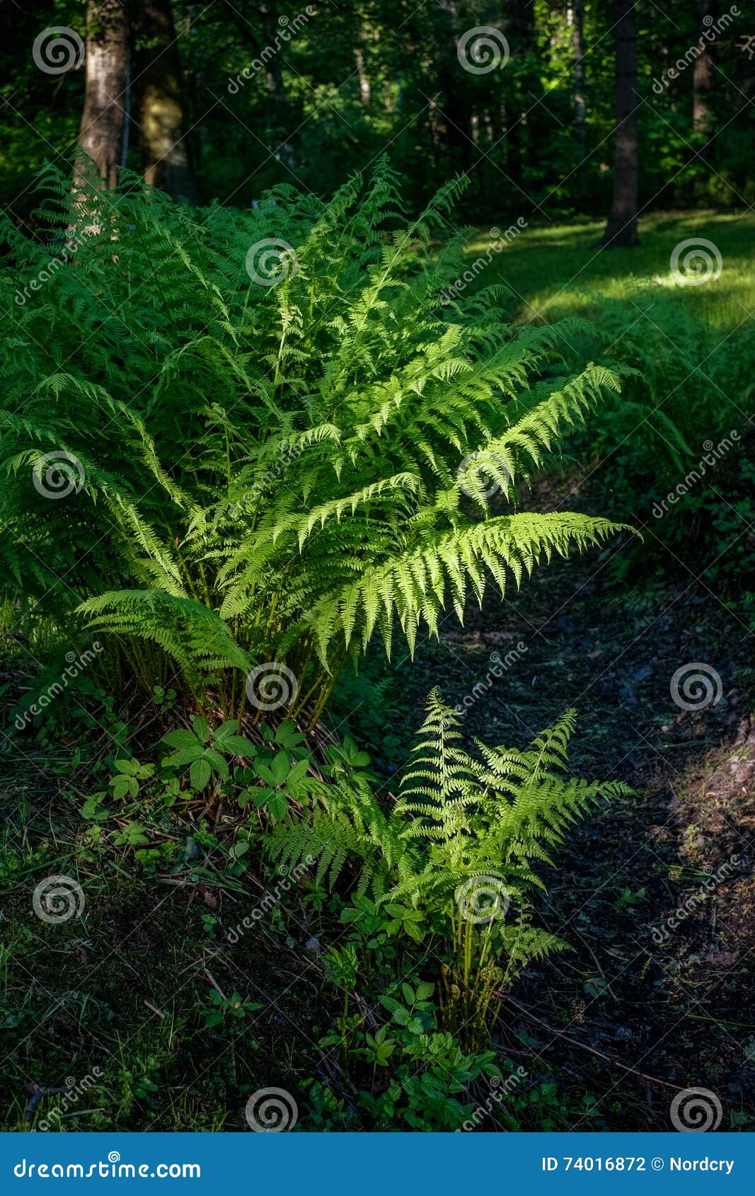 Fern Under Sunlight in Forest Stock Photo - Image of sunlight, morning ...
