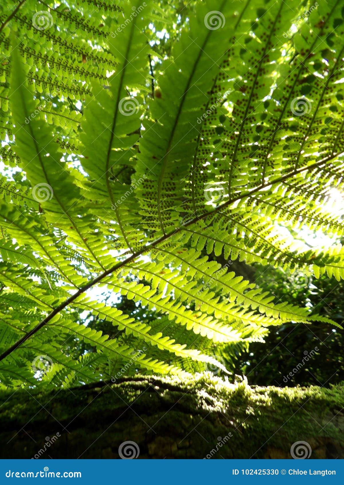 Fern stock photo. Image of garden, botanical, green - 102425330