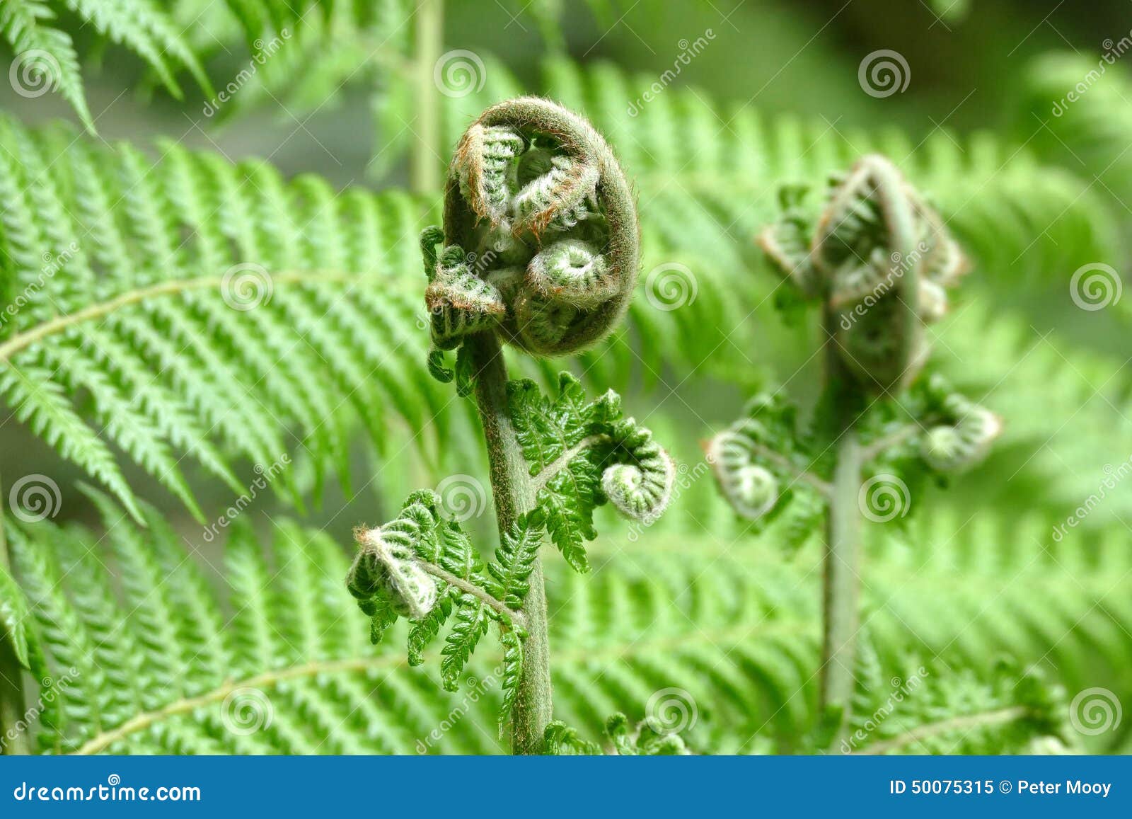 A Fern Unrolling a Young Frond Stock Image - Image of unrolling, moist ...