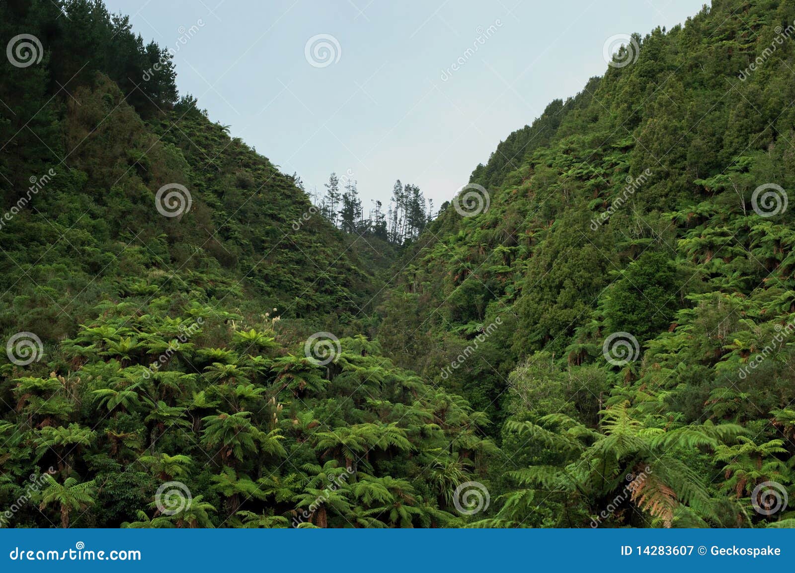 Fern valley stock image. Image of zealand, nature, mountain - 14283607