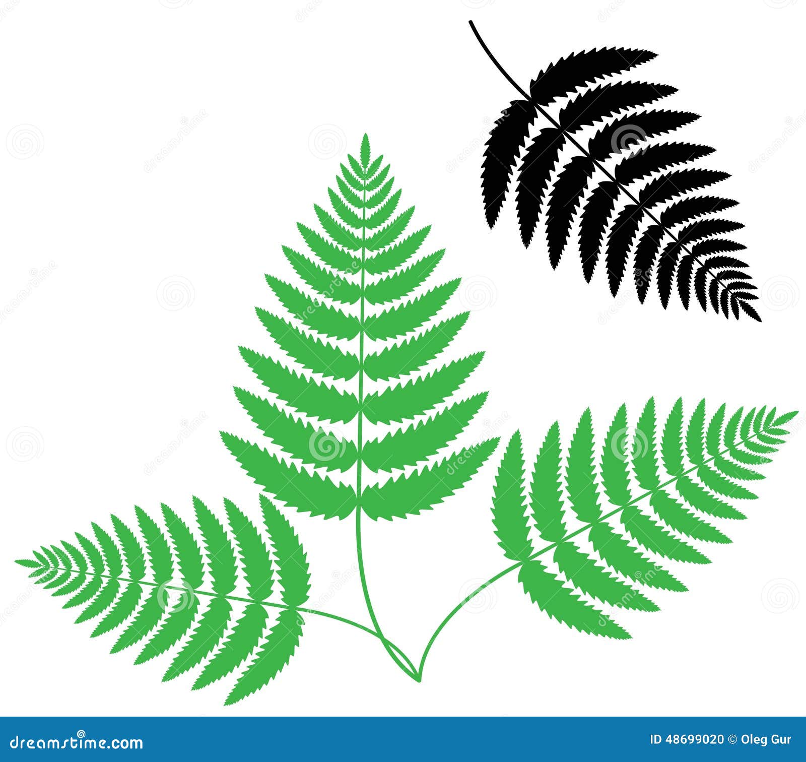 Fern stock vector. Illustration of summer, unusual, emblem - 48699020