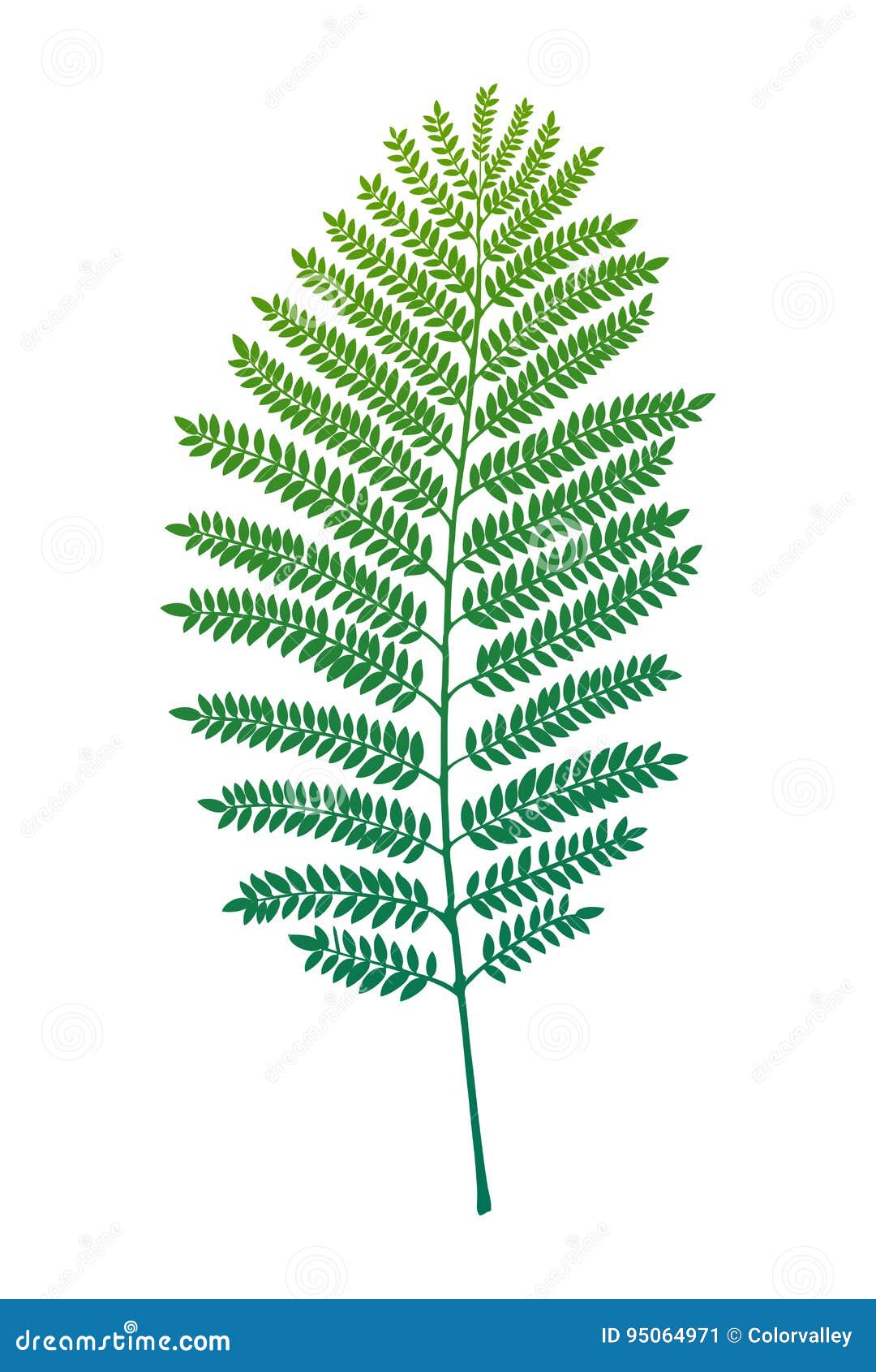 Fern vector leaf stock vector. Illustration of herbarium - 95064971
