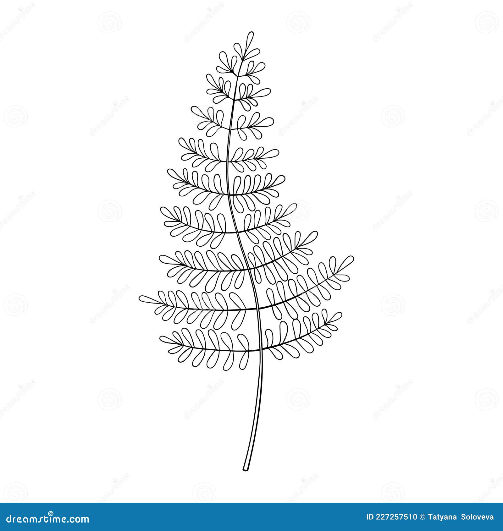 Fern Vector Sketch Outline Illustration. Forest Leaf Greenery ...