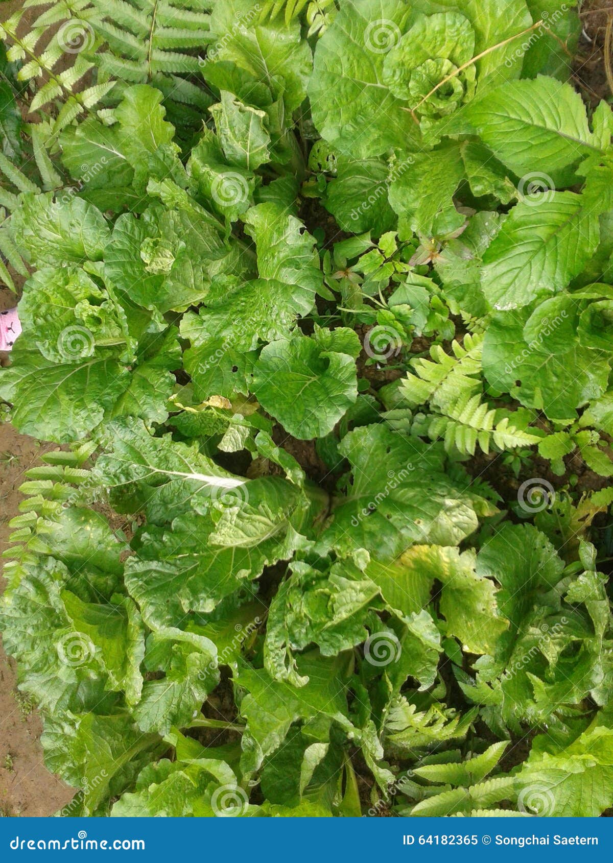 Fern & vegetable stock image. Image of fern, vegetable - 64182365