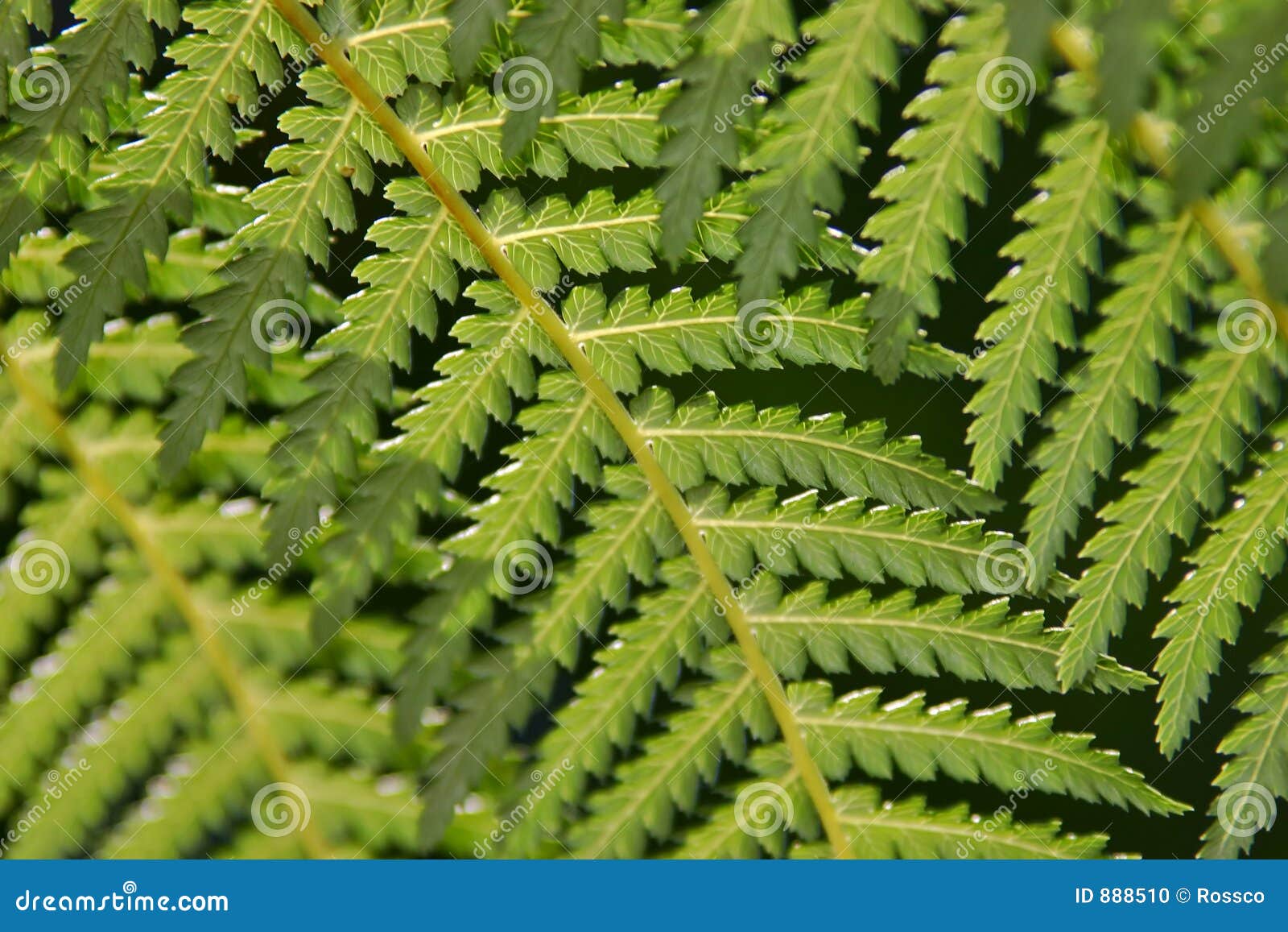 Fern Viens stock photo. Image of frond, beginnings, garden - 888510