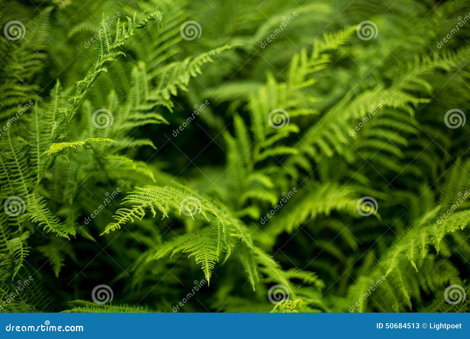 118 Pteridopsida Stock Photos - Free & Royalty-Free Stock Photos from ...