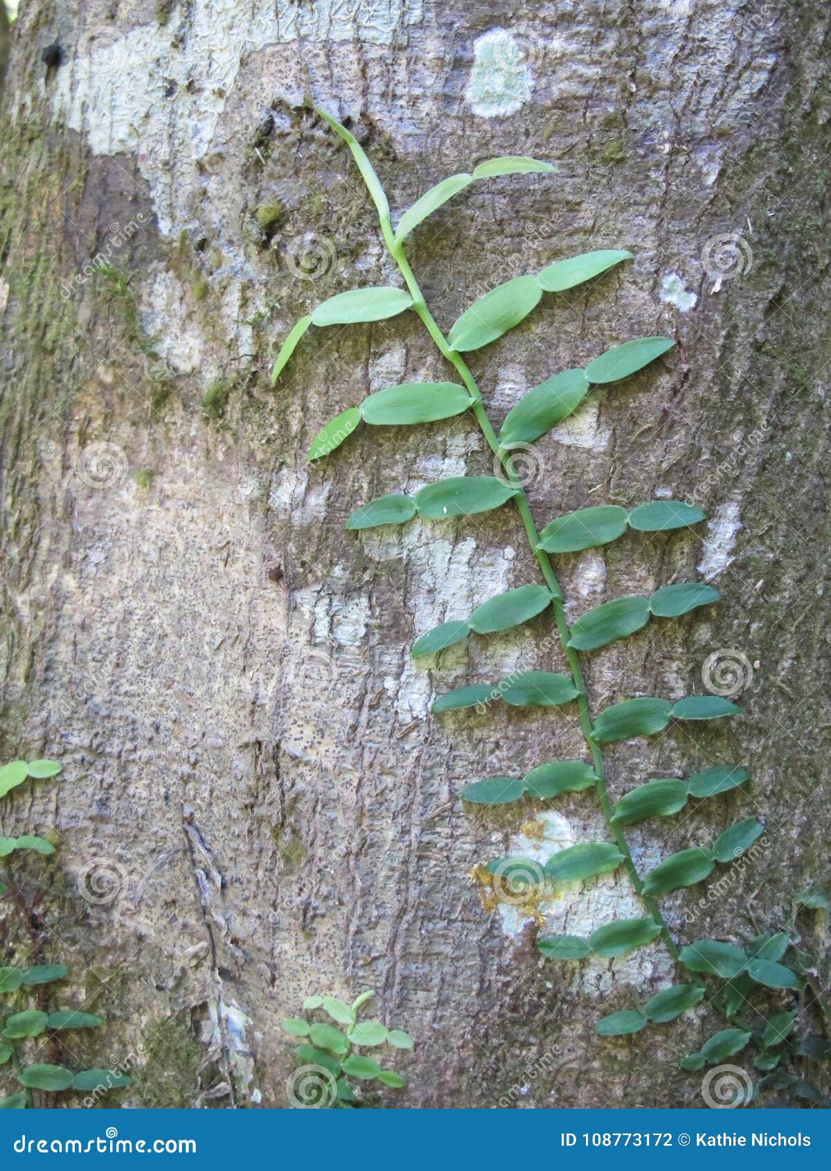 Fern Vine Growing on Large Tree Stock Photo - Image of forest, climbing ...