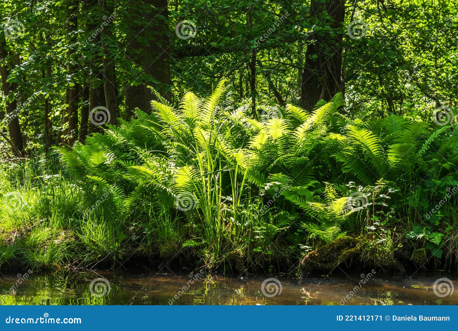 Fern on the Water`s Edge of a River in Beautiful Afternoon Light Stock ...