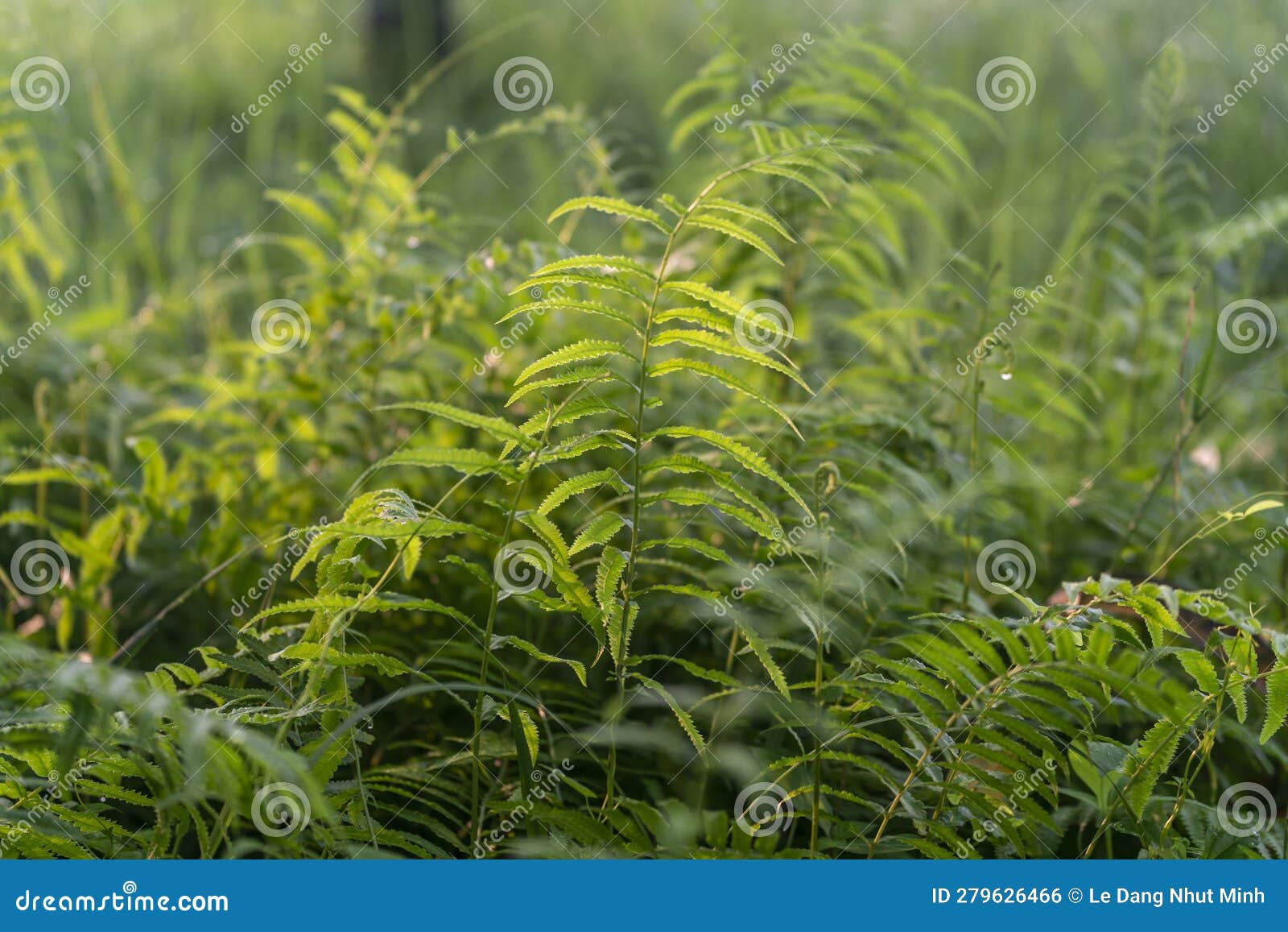 Fern on a Weed Field Illuminated by the Sun Stock Photo - Image of ...