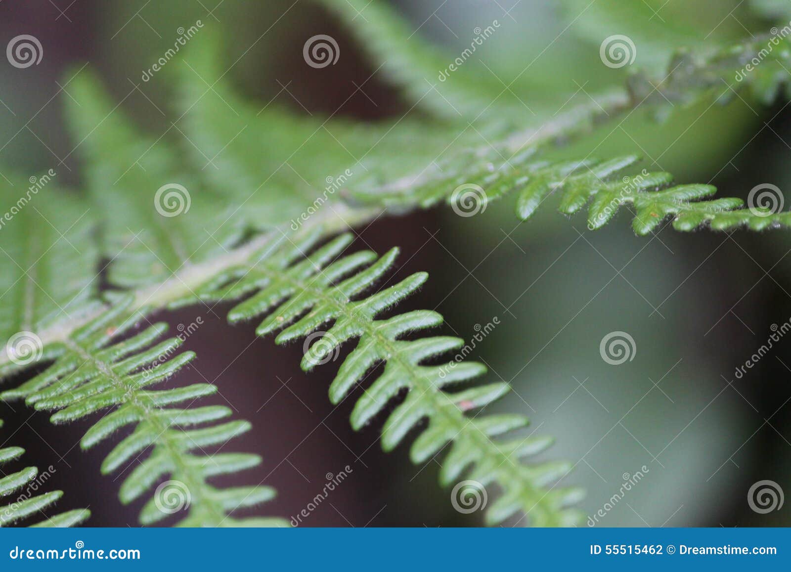 Fern stock photo. Image of fern, hill, cultivation, ghats - 55515462