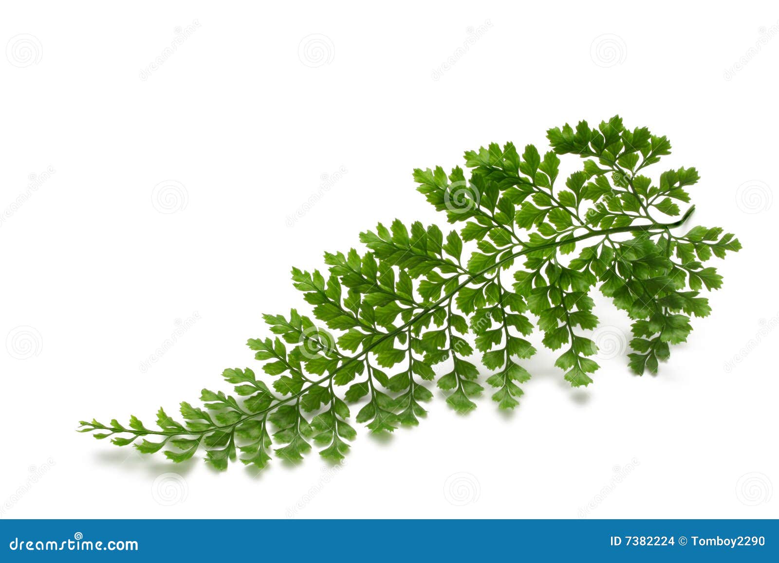 Fern on white stock photo. Image of isolation, isolated - 7382224