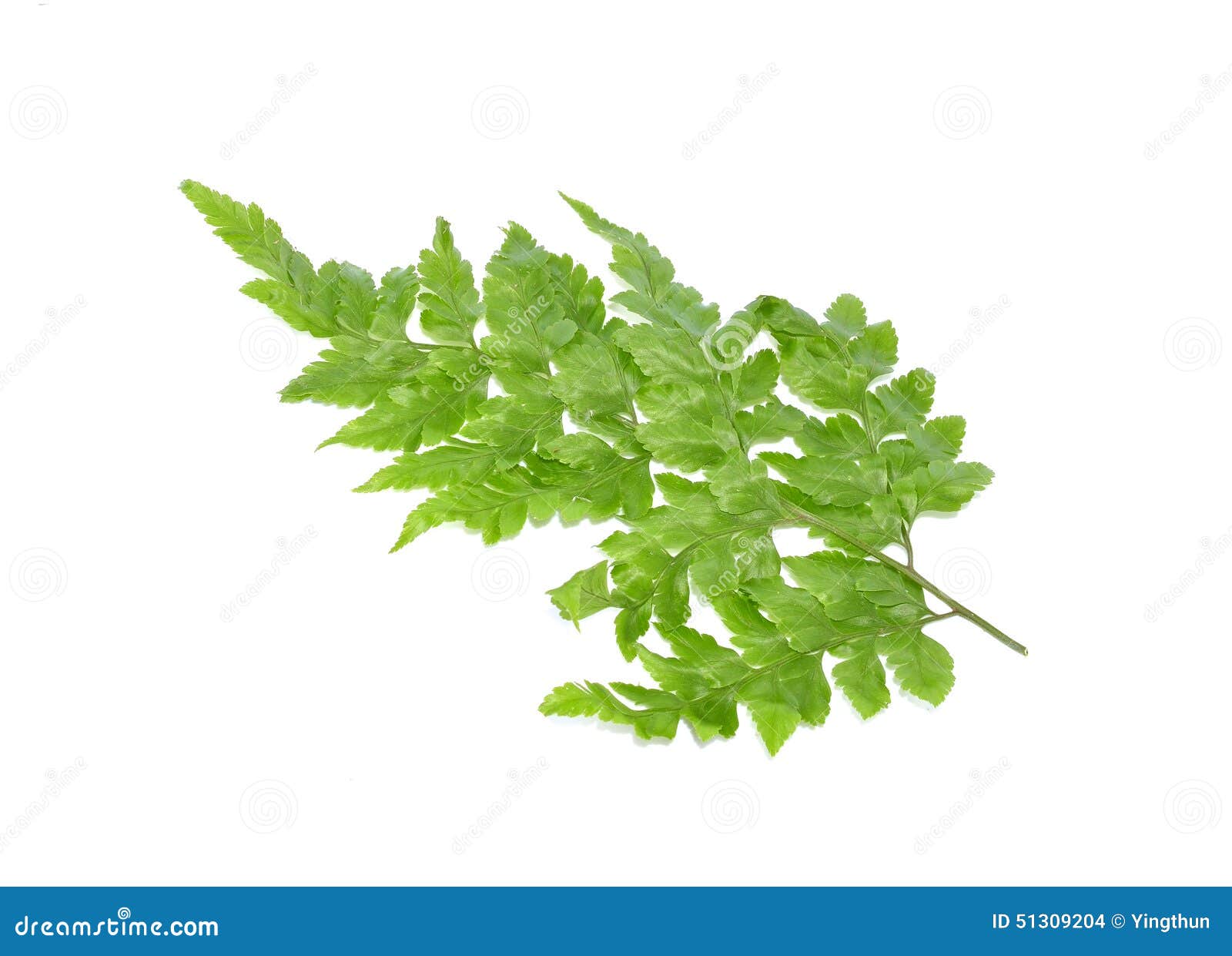Fern with white background stock photo. Image of curve - 51309204