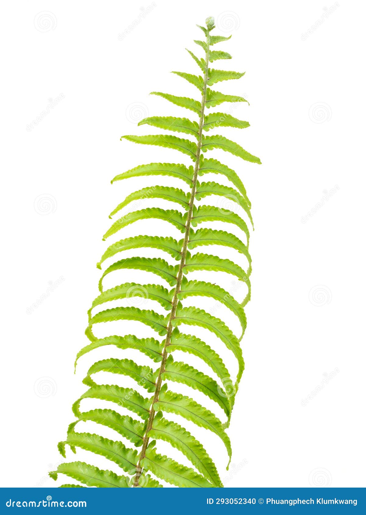 Fern on a white background stock photo. Image of growth - 293052340