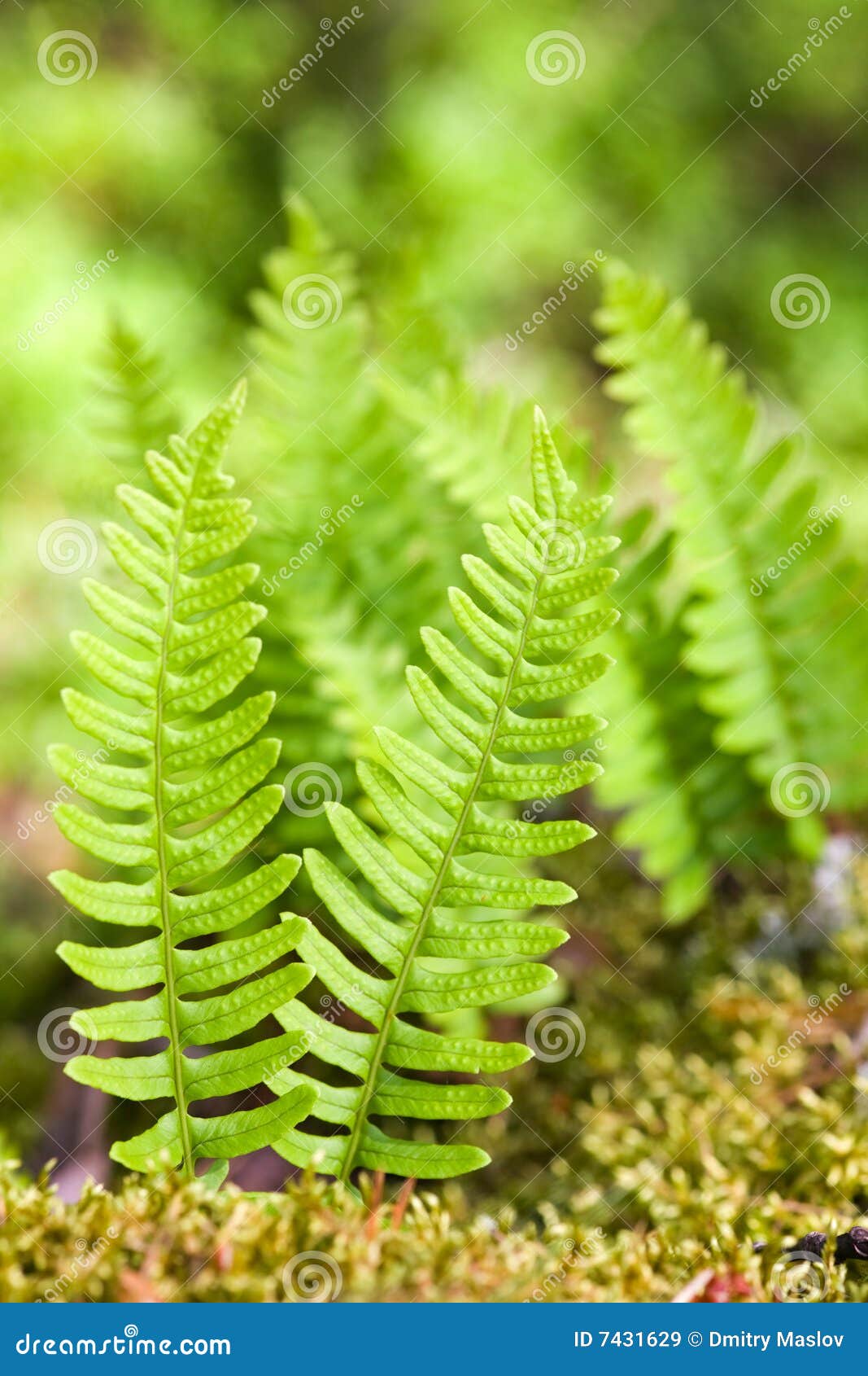 Fern in wood stock image. Image of fern, wood, vegetation - 7431629