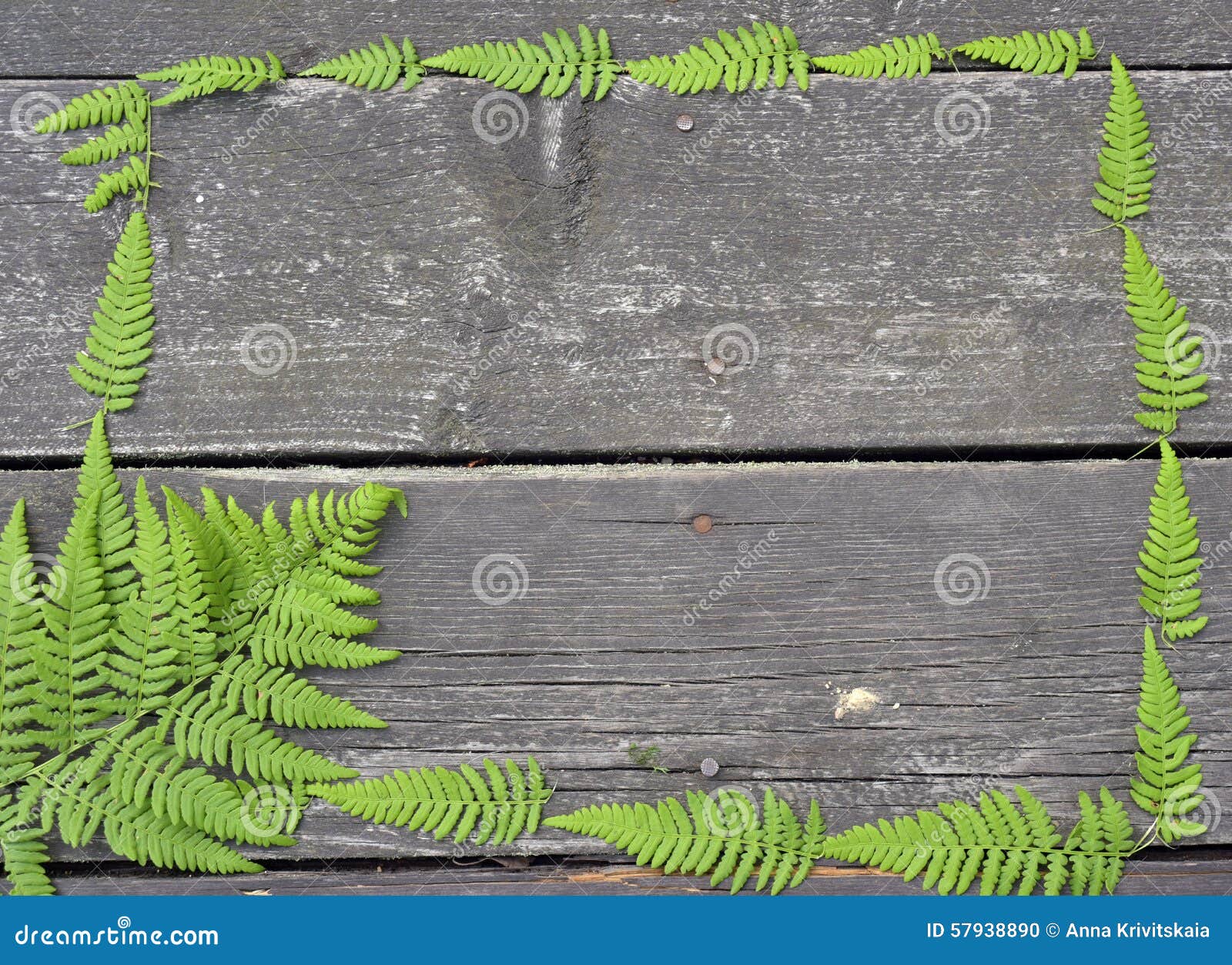 Fern on wooden background stock photo. Image of detail - 57938890
