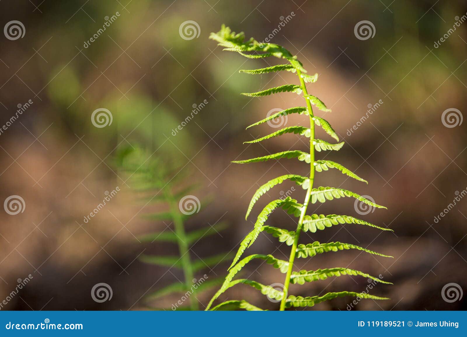 A Fern in the Woods stock image. Image of blurred, kissed - 119189521
