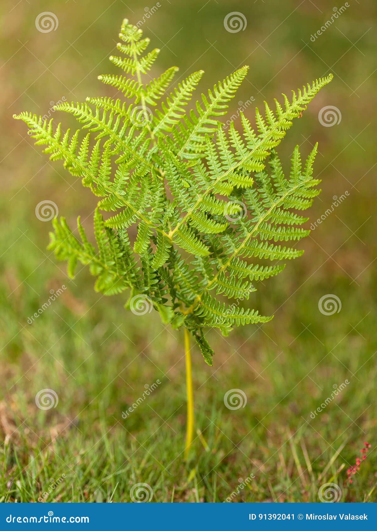 Fern stock image. Image of stem, megaphyll, young, photosynthesis ...