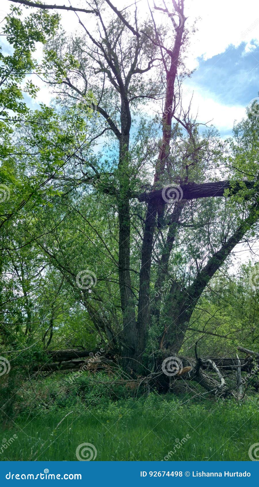 Ferngully tree stock photo. Image of reflection, green - 92674498