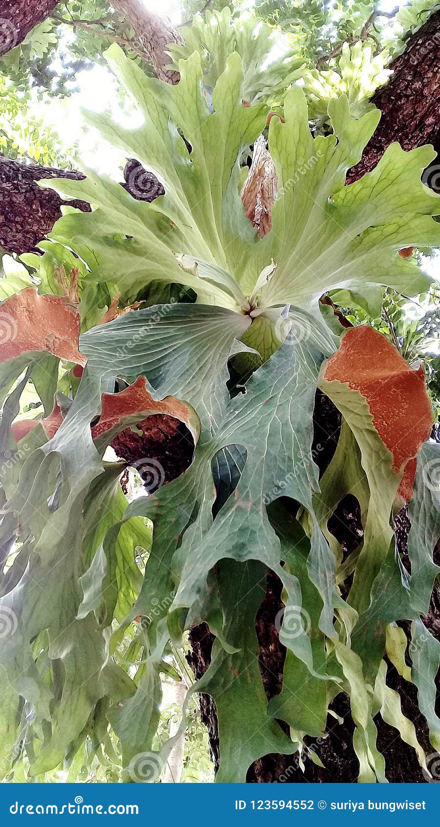 Fernin stock photo. Image of fernin, green, nature, tree - 123594552