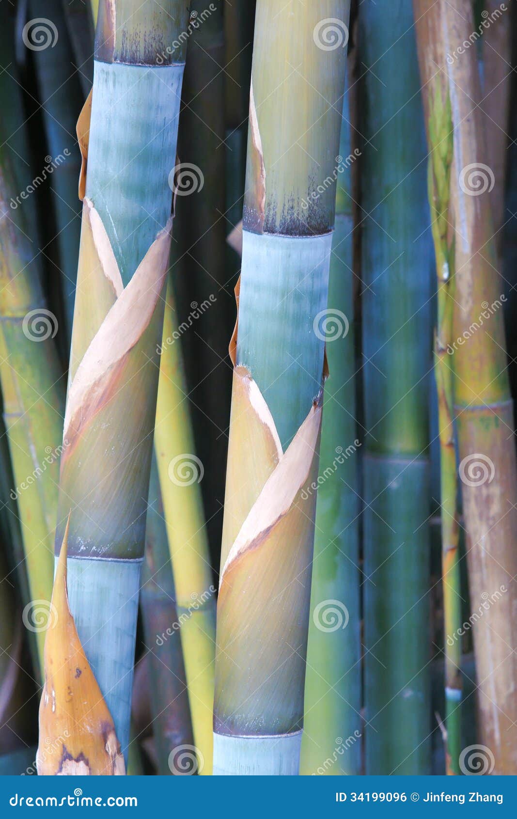 Fernleaf hedge bamboo stock photo. Image of bamboo, multiplex - 34199096