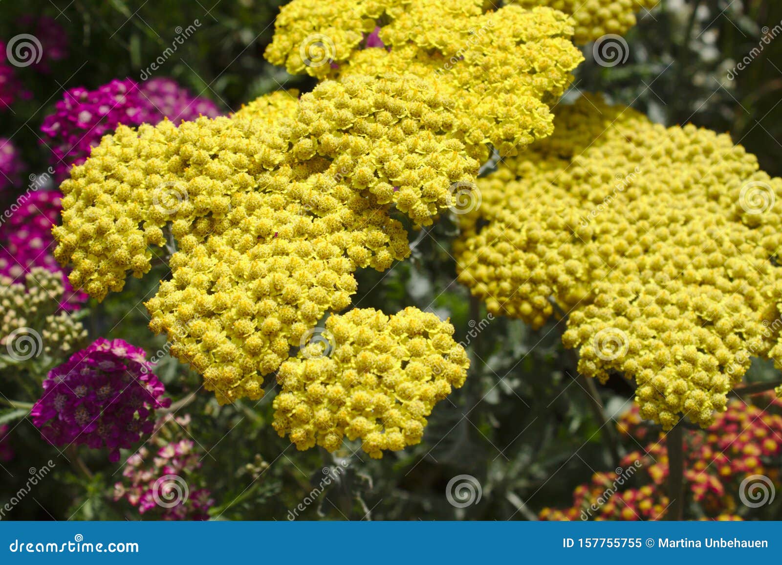 Fernleaf Yarrow in the Garden Stock Image - Image of flower, plant ...