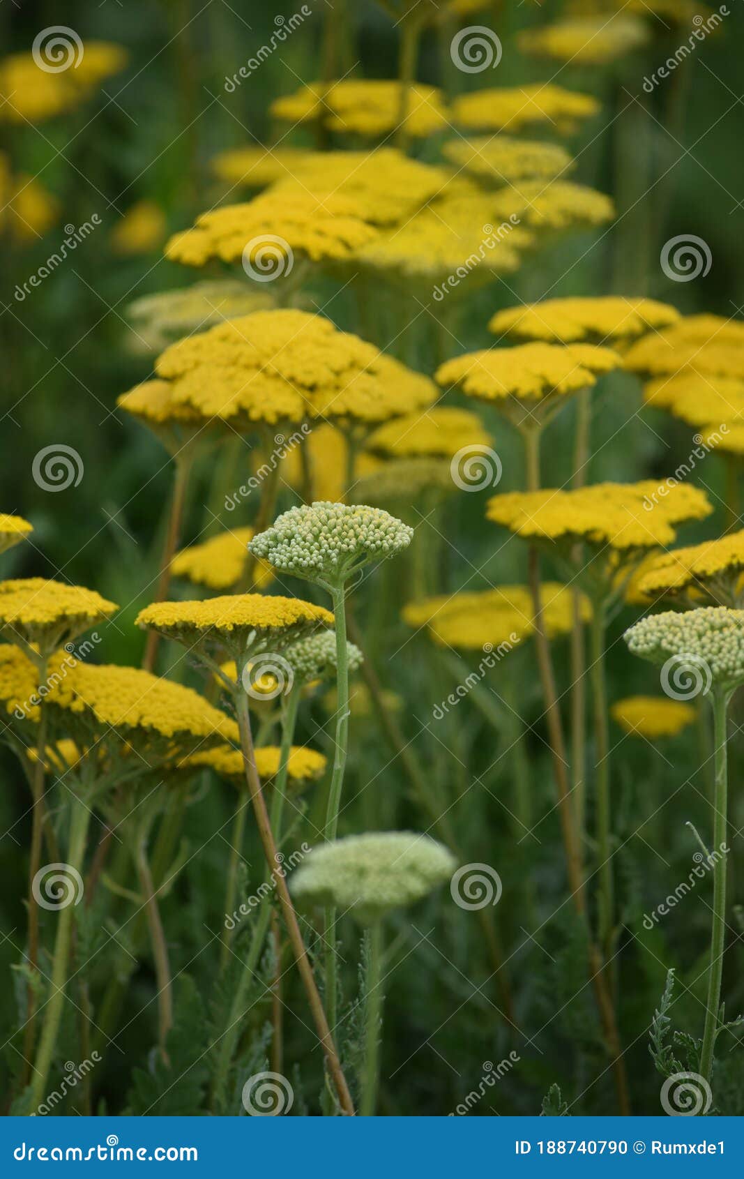 Fernleaf-Yarrow stock photo. Image of herbs, flower - 188740790