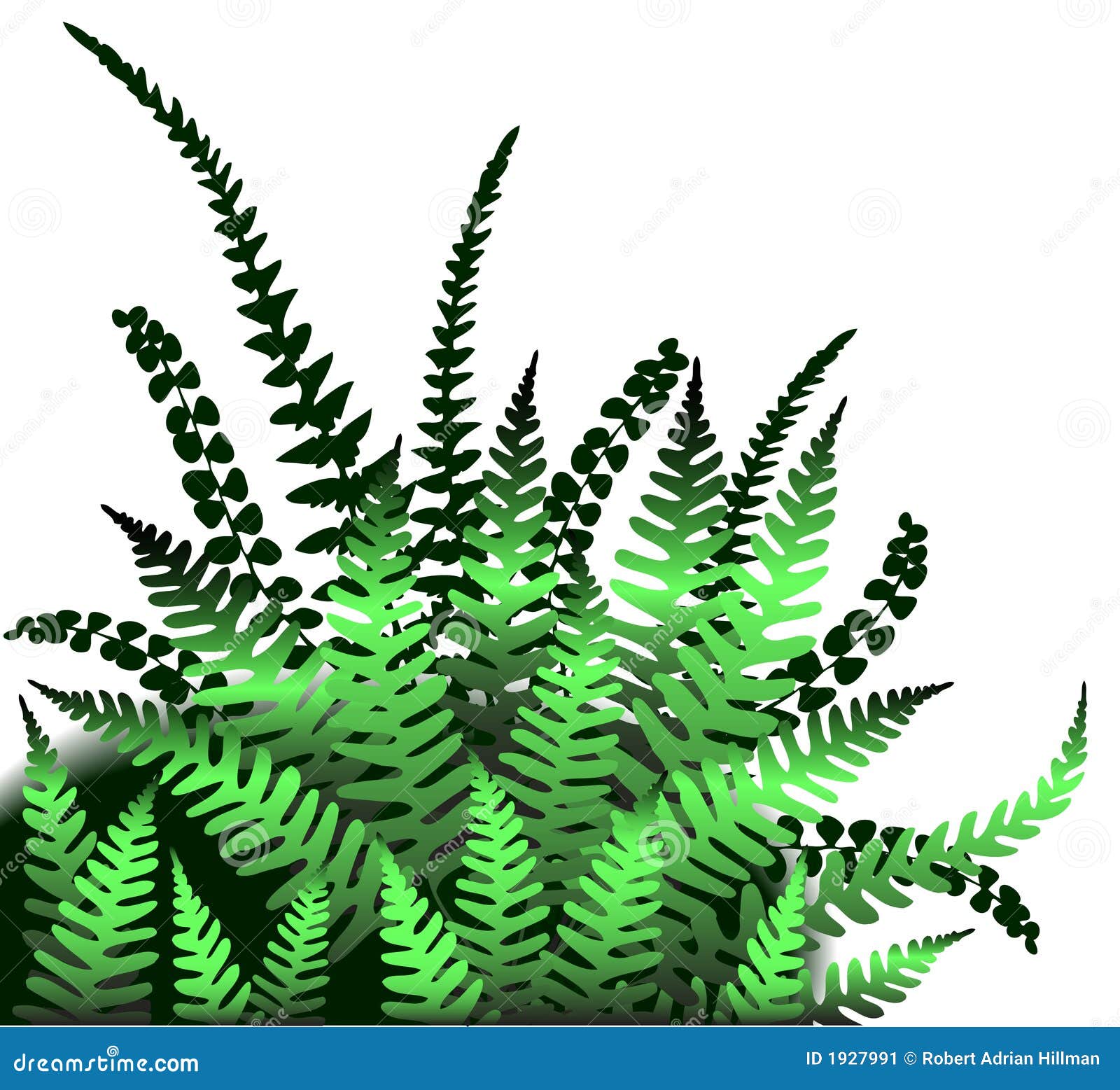 Ferns stock vector. Illustration of woodland, element - 1927991