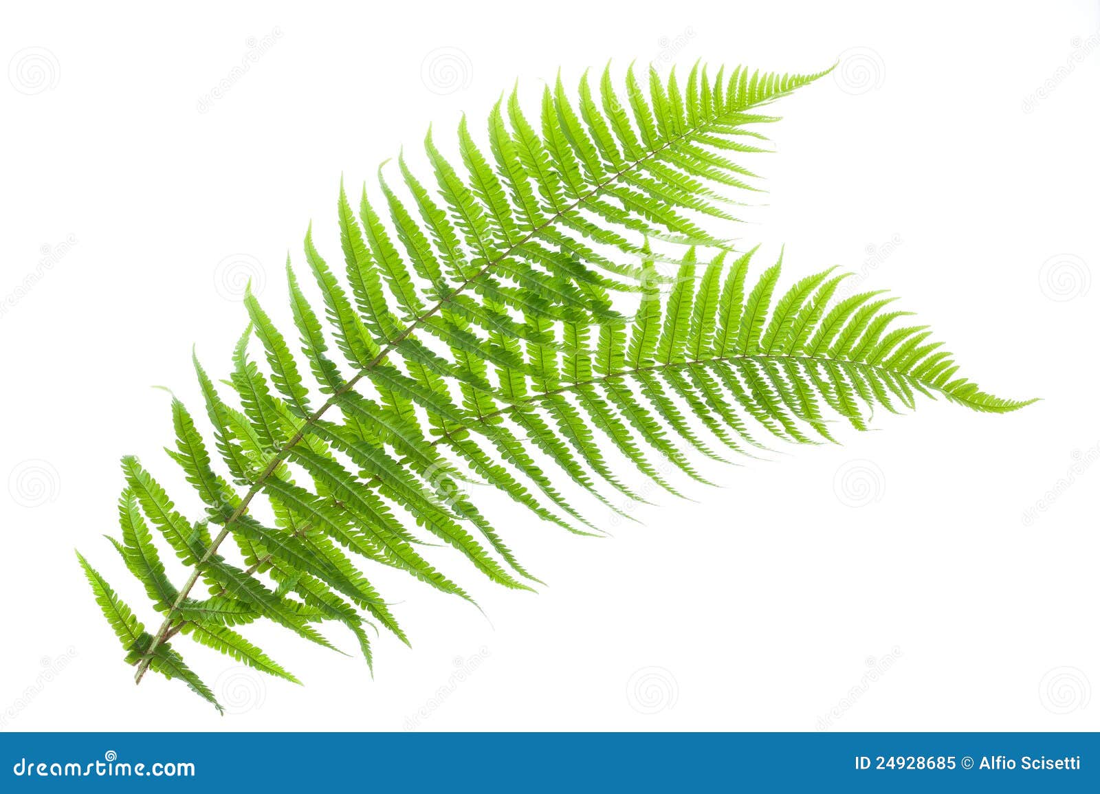 Ferns stock image. Image of ferns, foliage, intricate - 24928685