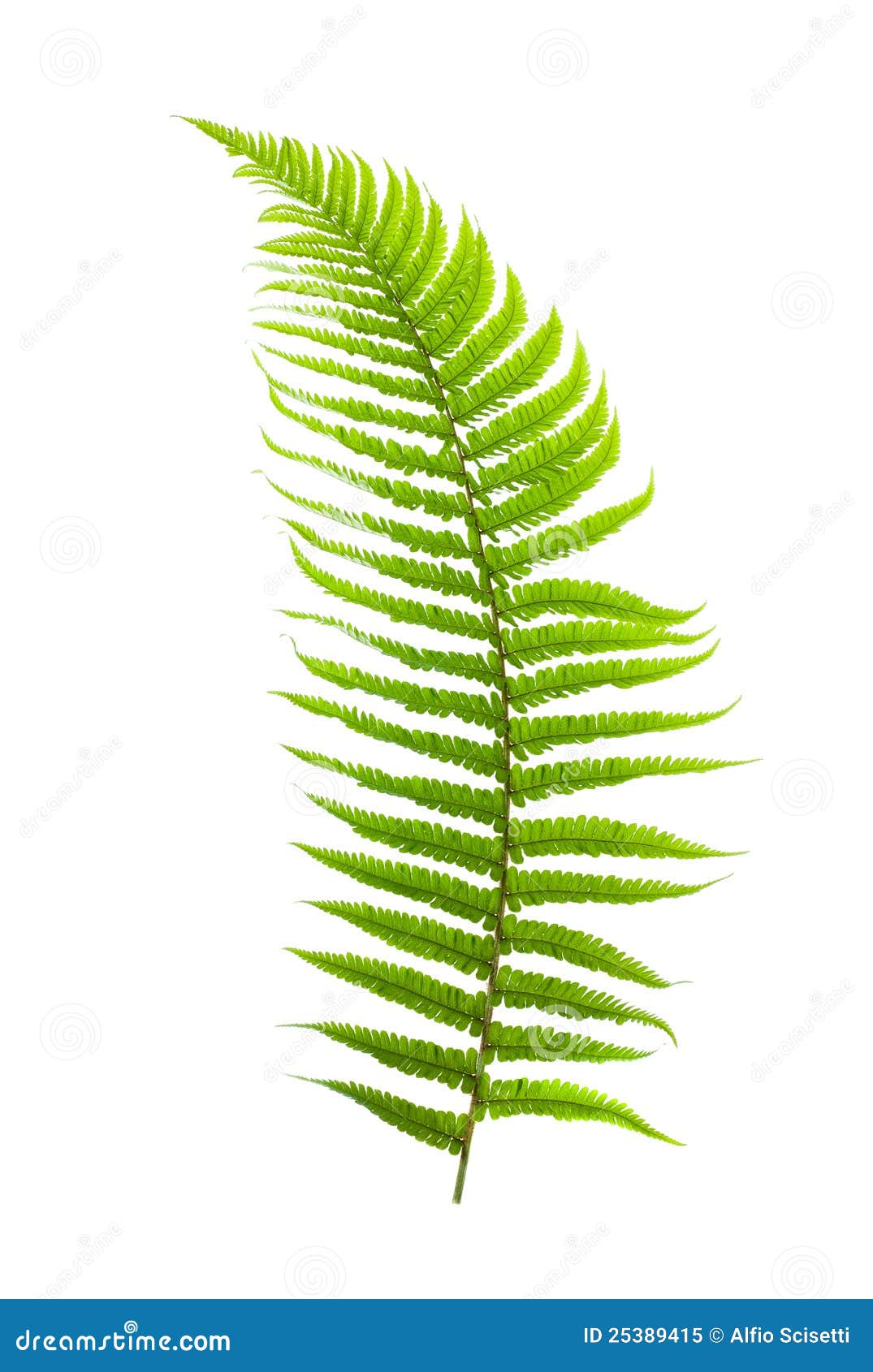 Ferns stock image. Image of shape, botanical, flora, botany - 25389415