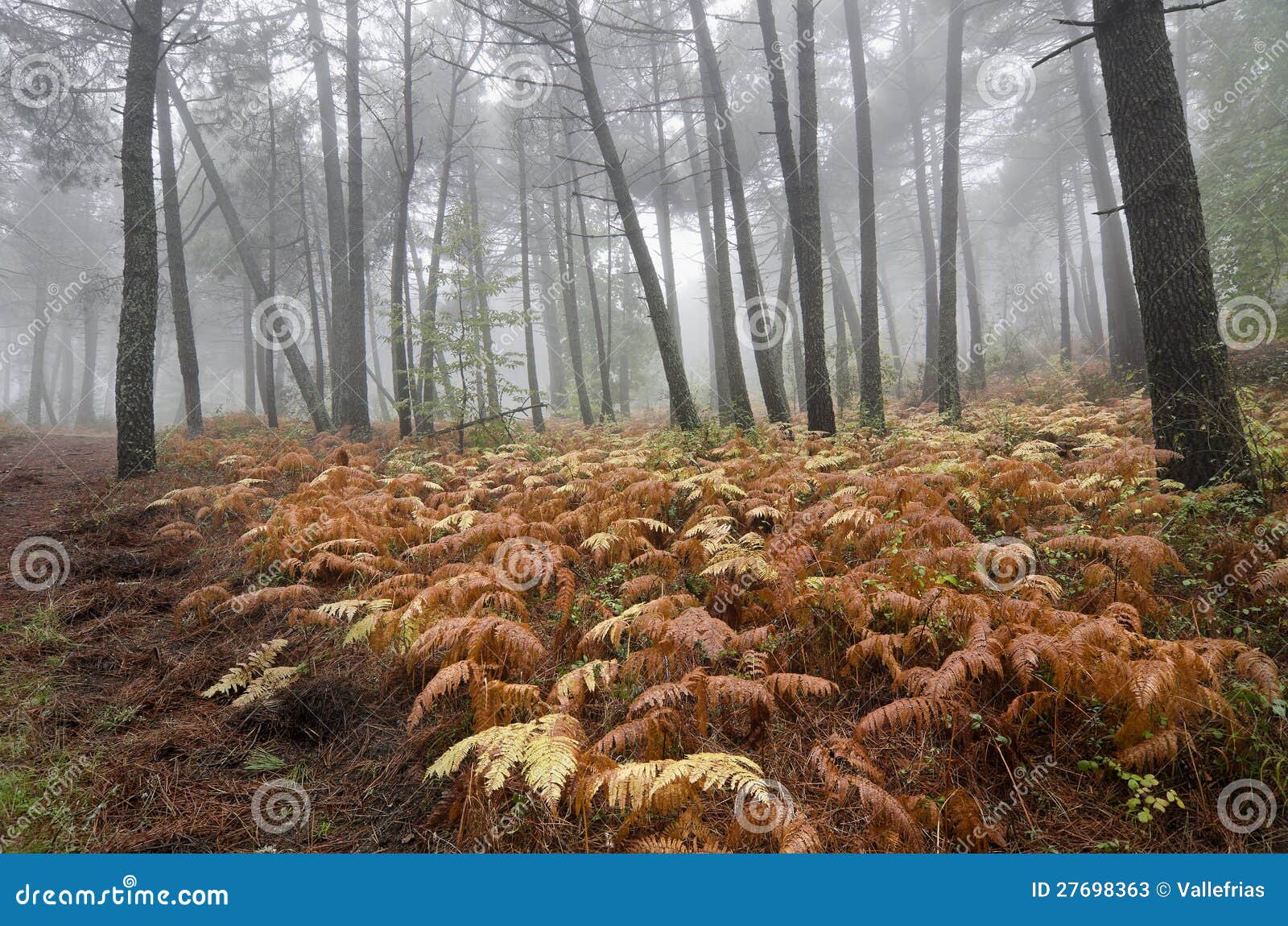 Ferns stock image. Image of spain, leaf, scenery, peace - 27698363