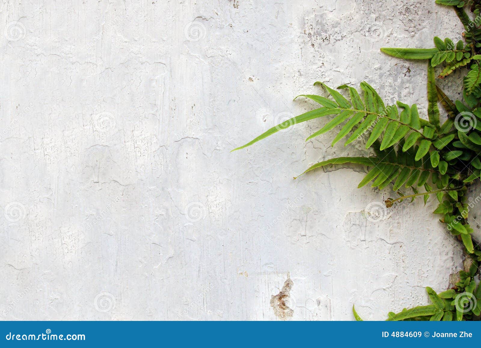 Ferns stock image. Image of determination, metaphor, daring - 4884609