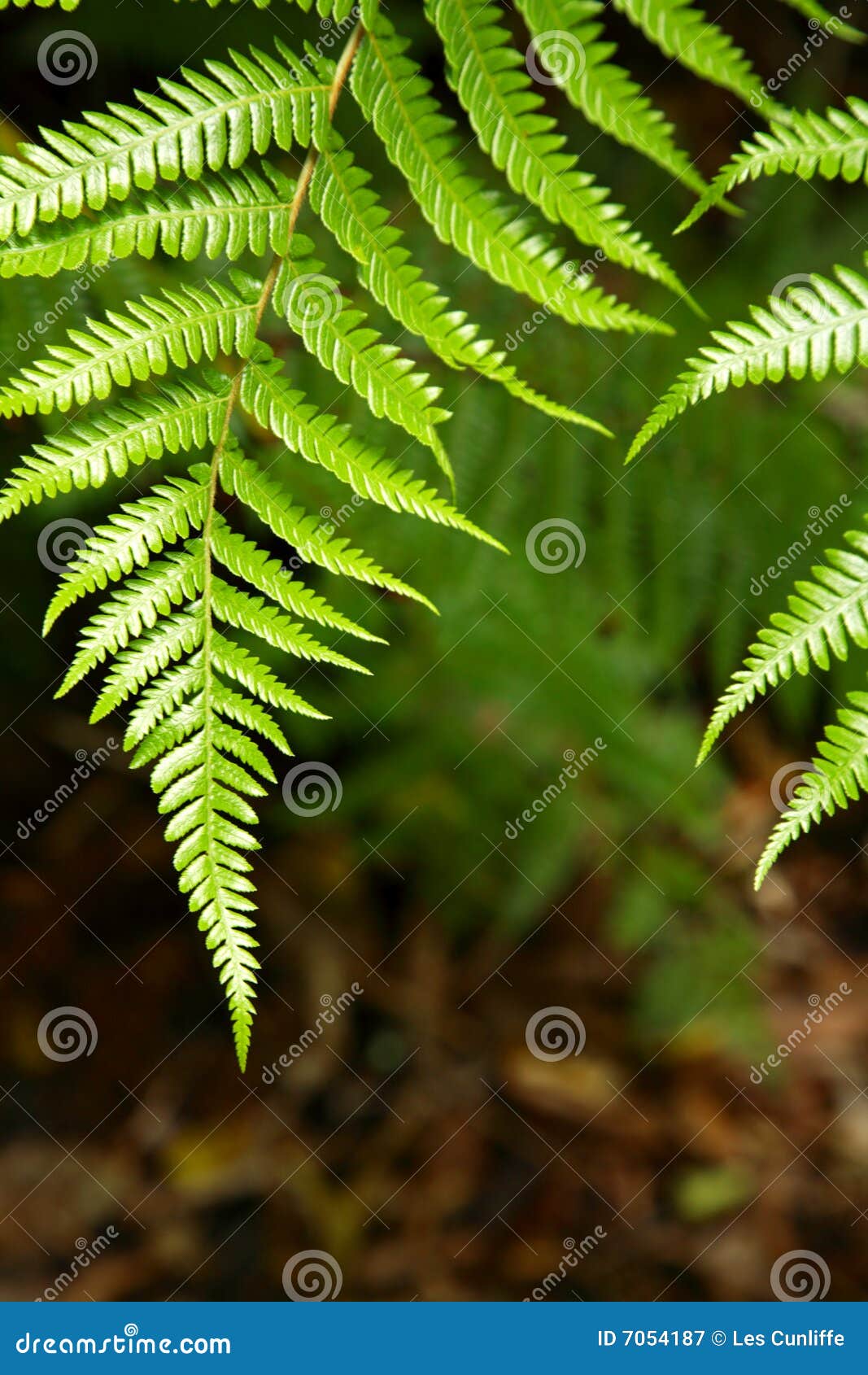 Ferns stock image. Image of natural, fern, detail, nature - 7054187
