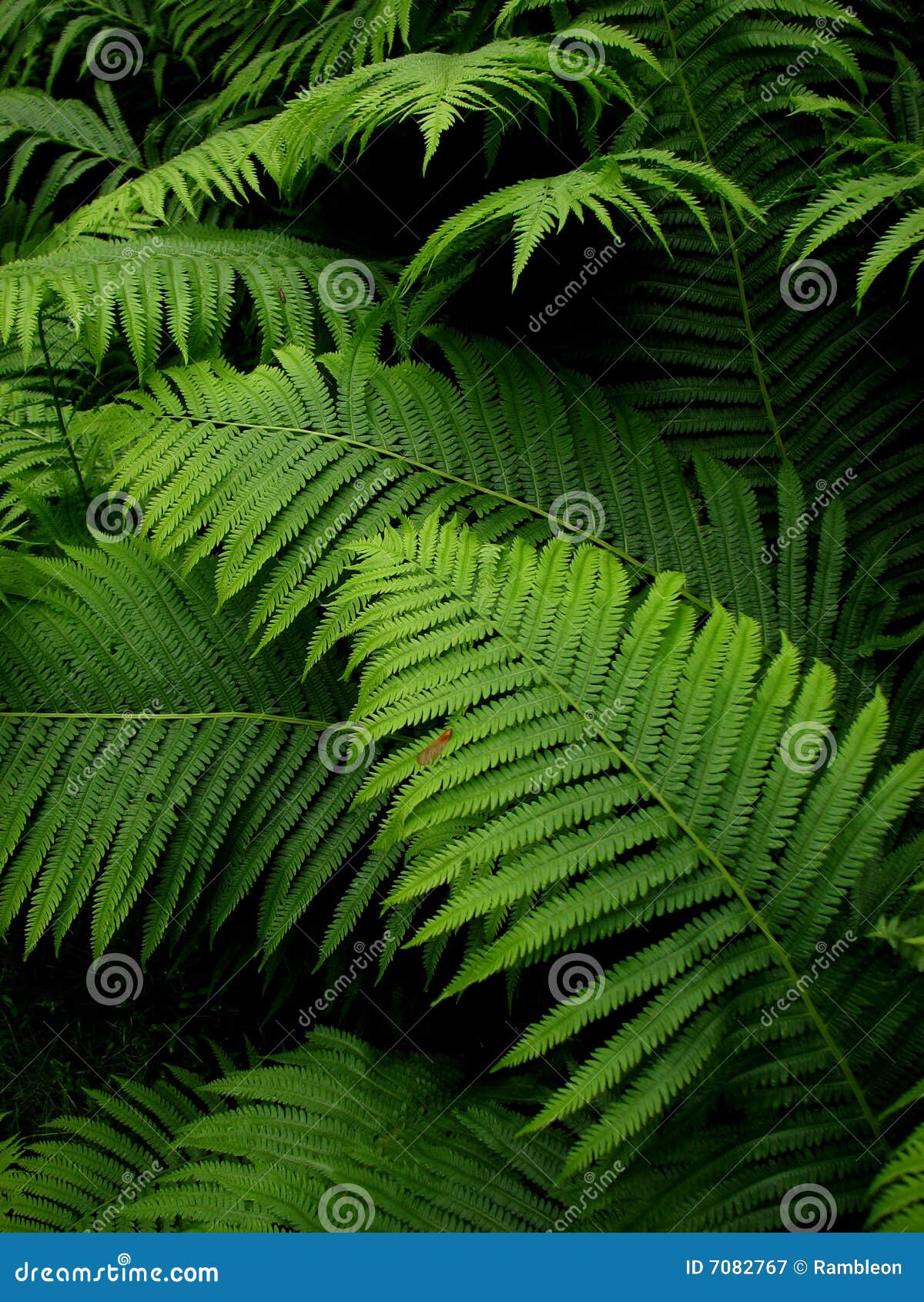Ferns stock image. Image of foliage, garden, soil, seed - 7082767