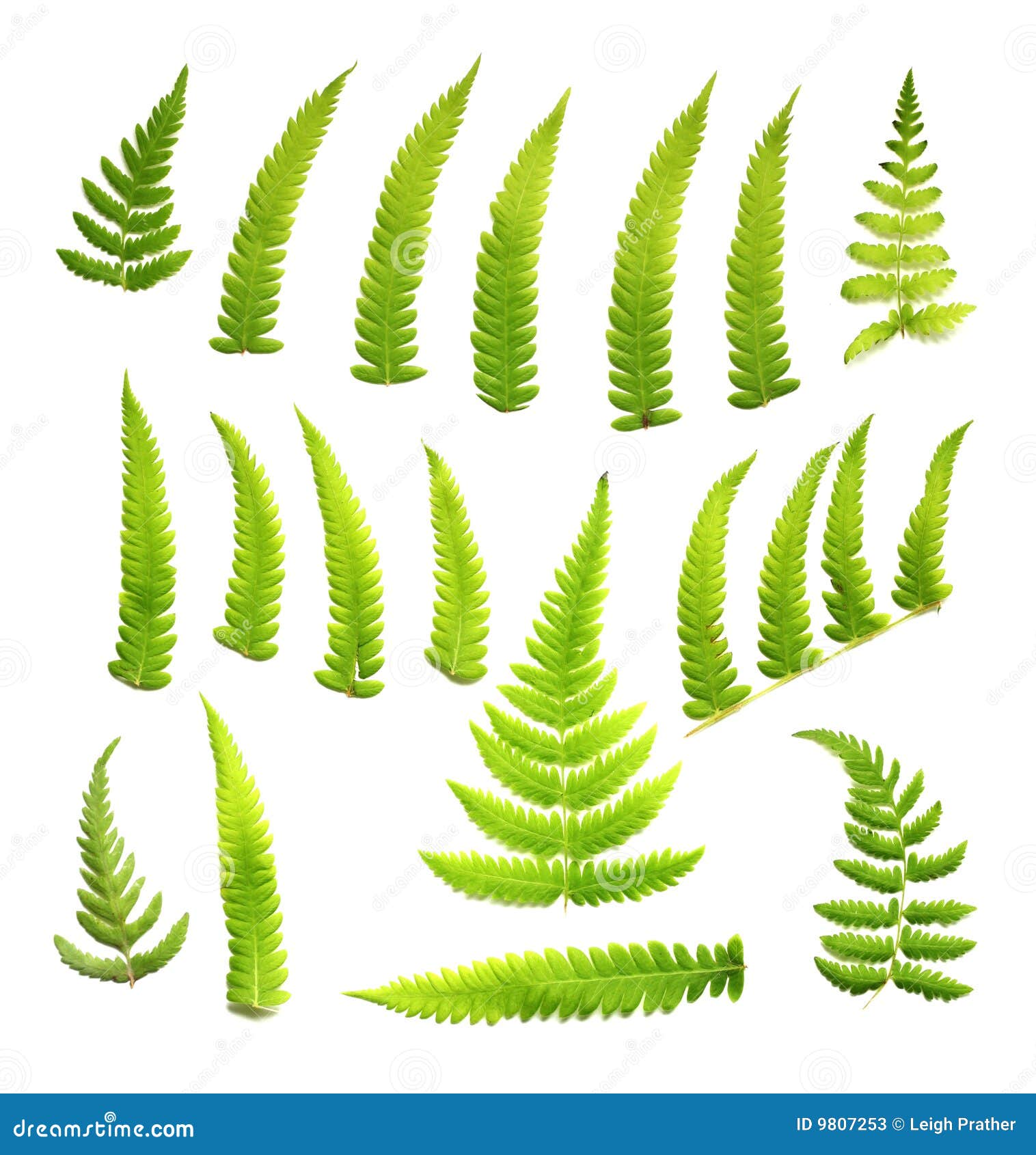 Ferns Stock Image | CartoonDealer.com #9807253