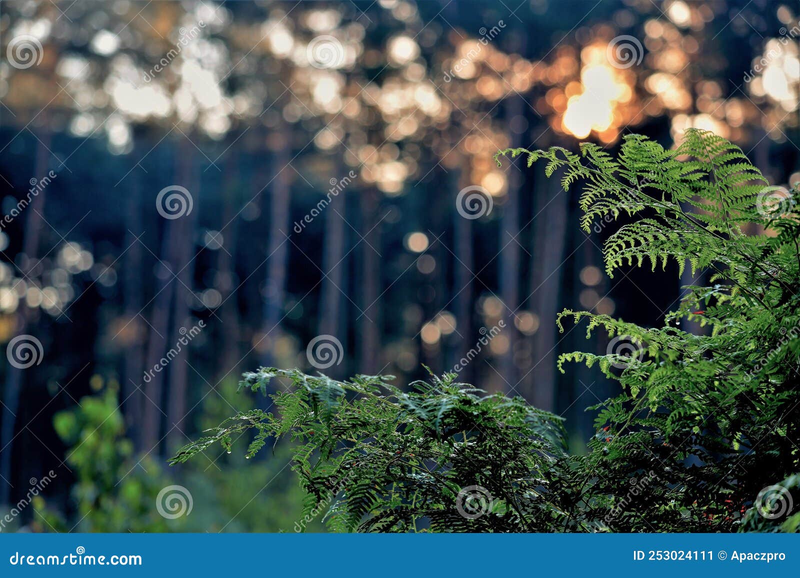 Ferns Against the Backdrop of the Forest and the Rising Sun Stock Image ...