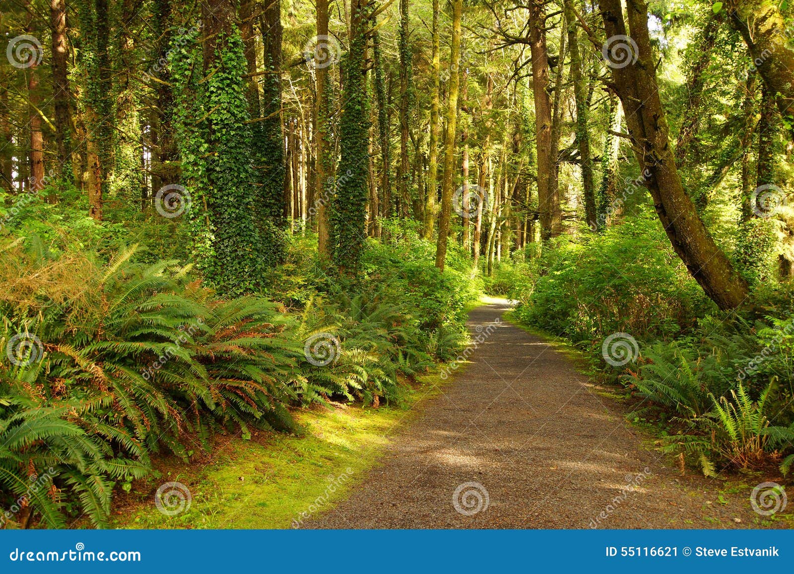Ferns Along a Coastal Forest Trail Stock Image - Image of path, oregon ...