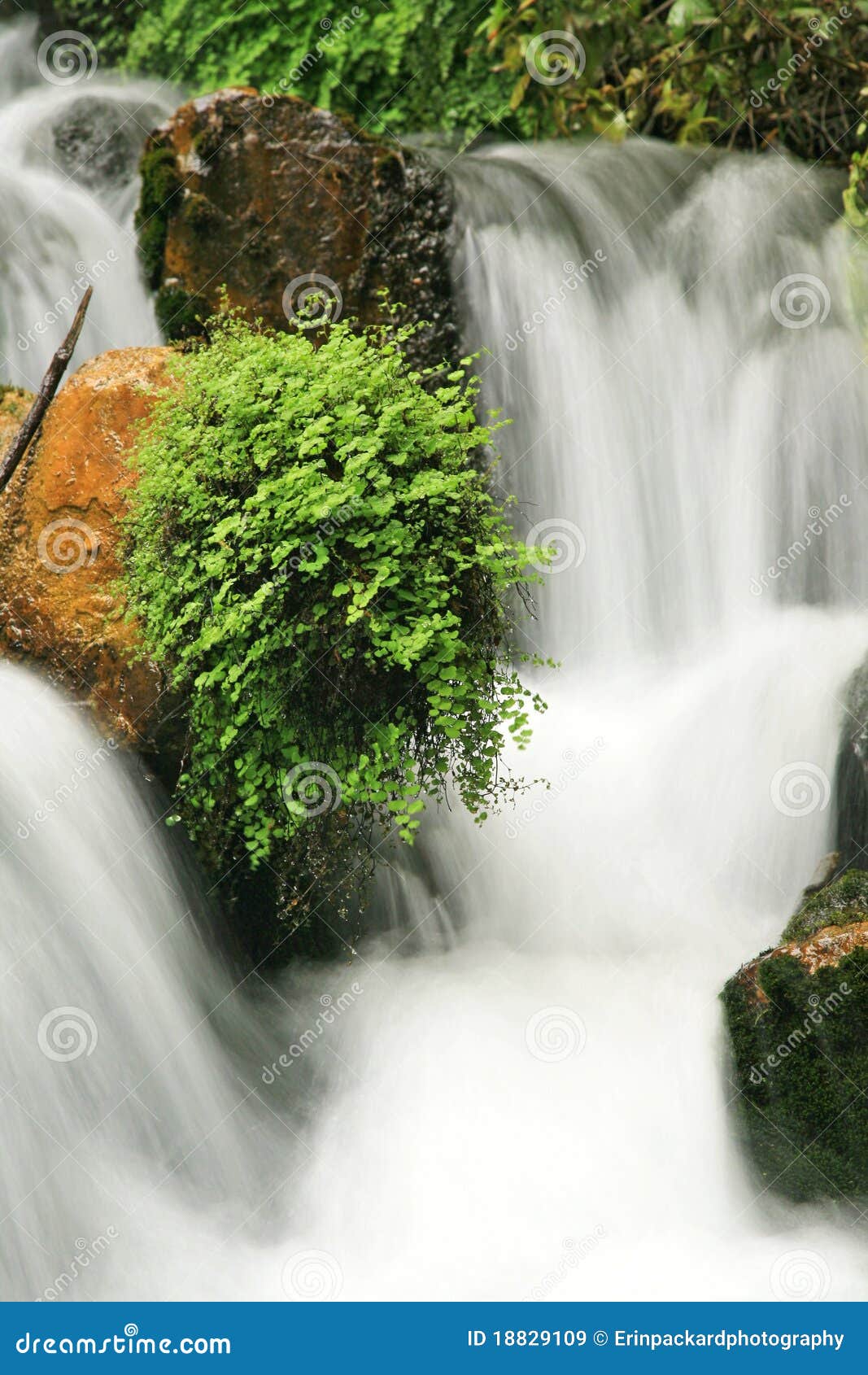 Ferns Amidst the Flow stock image. Image of water, plant - 18829109