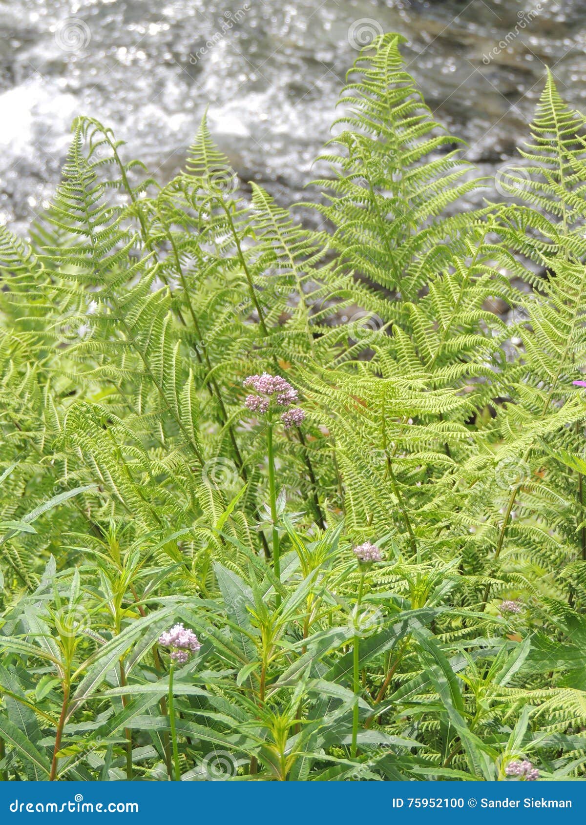 Ferns , Backed by a Blurred River Stock Photo - Image of generic ...