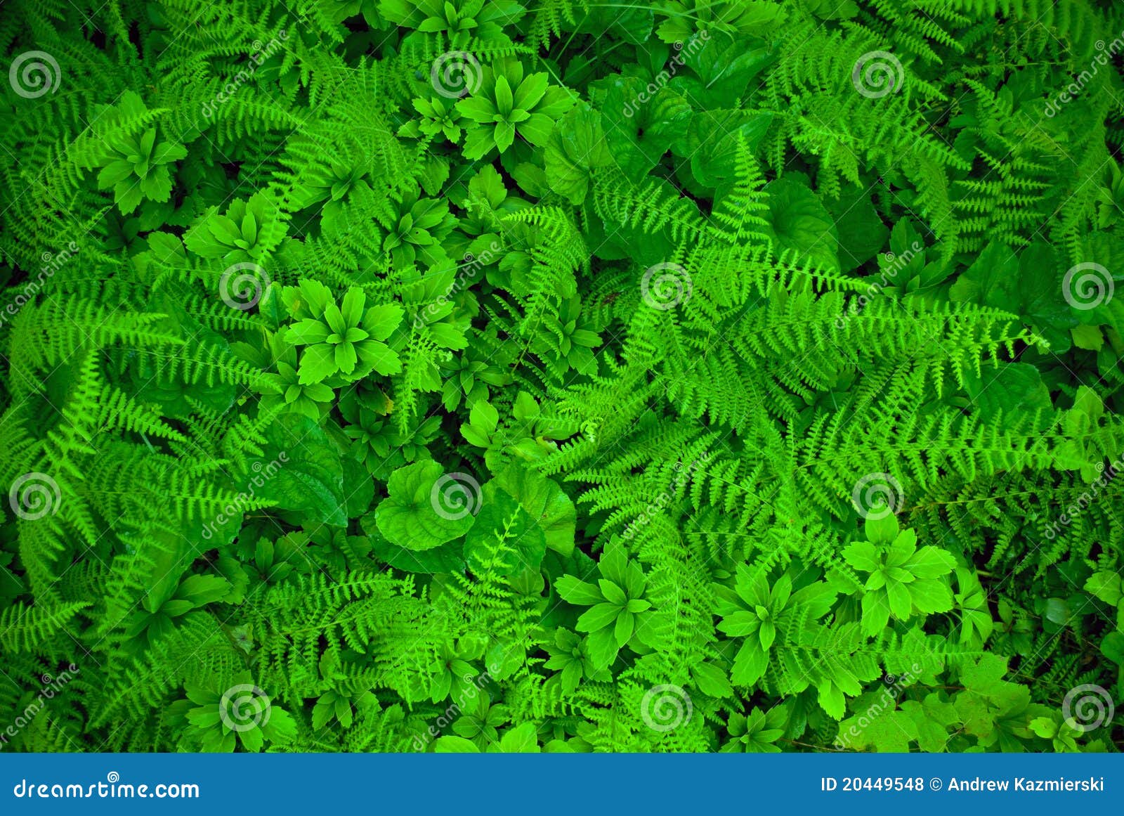 Ferns Background stock photo. Image of plants, pattern - 20449548